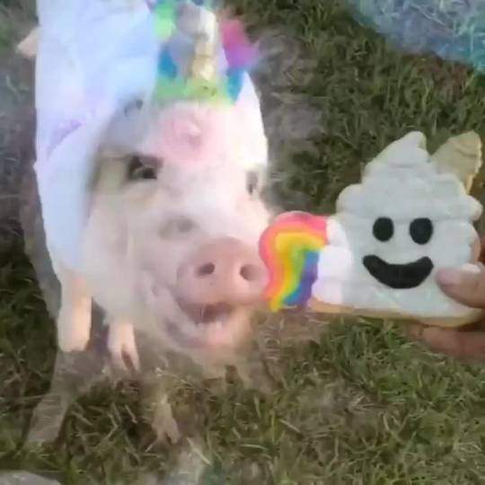 Happy unipigs eating cookies | Scrolller