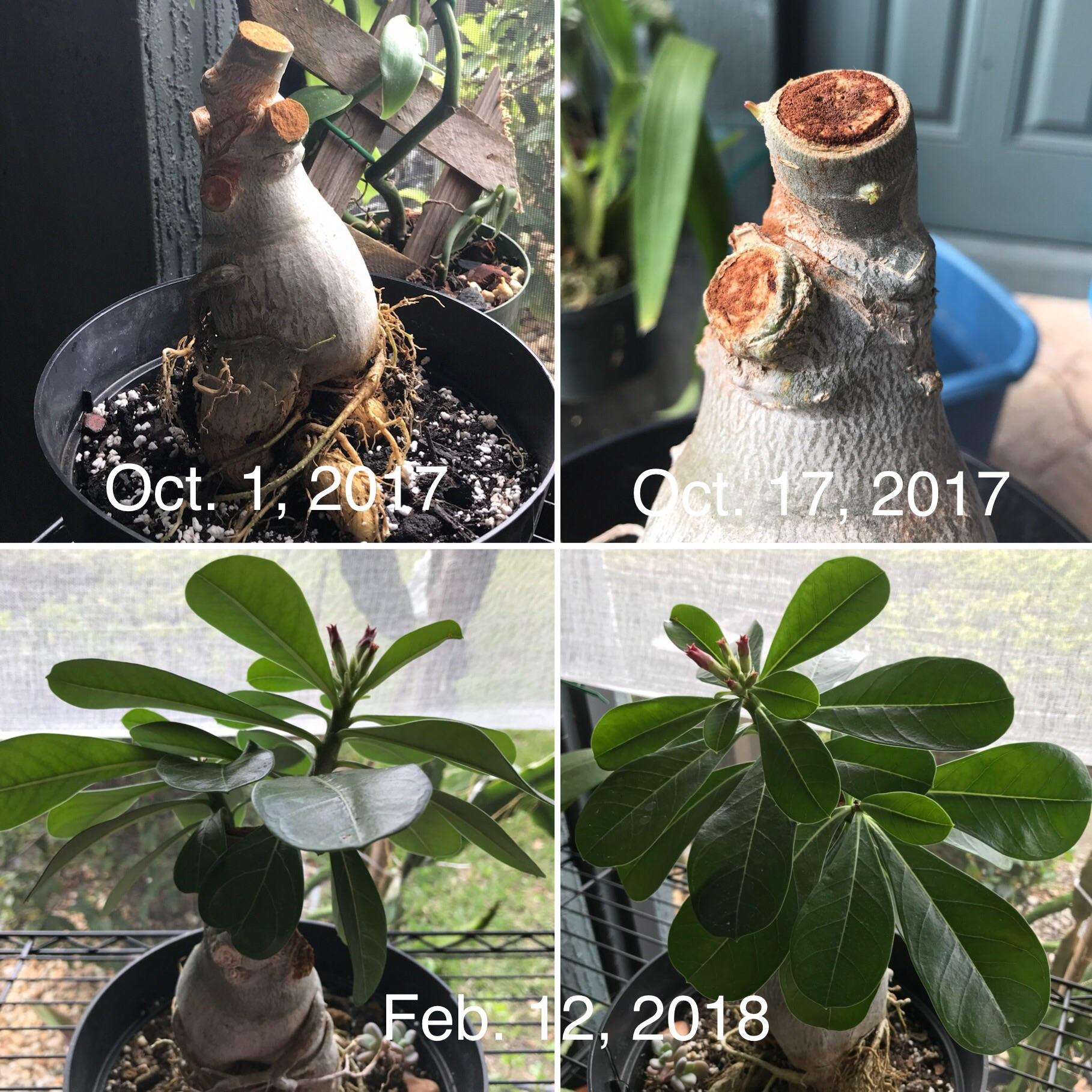 Hard pruning progress | Scrolller