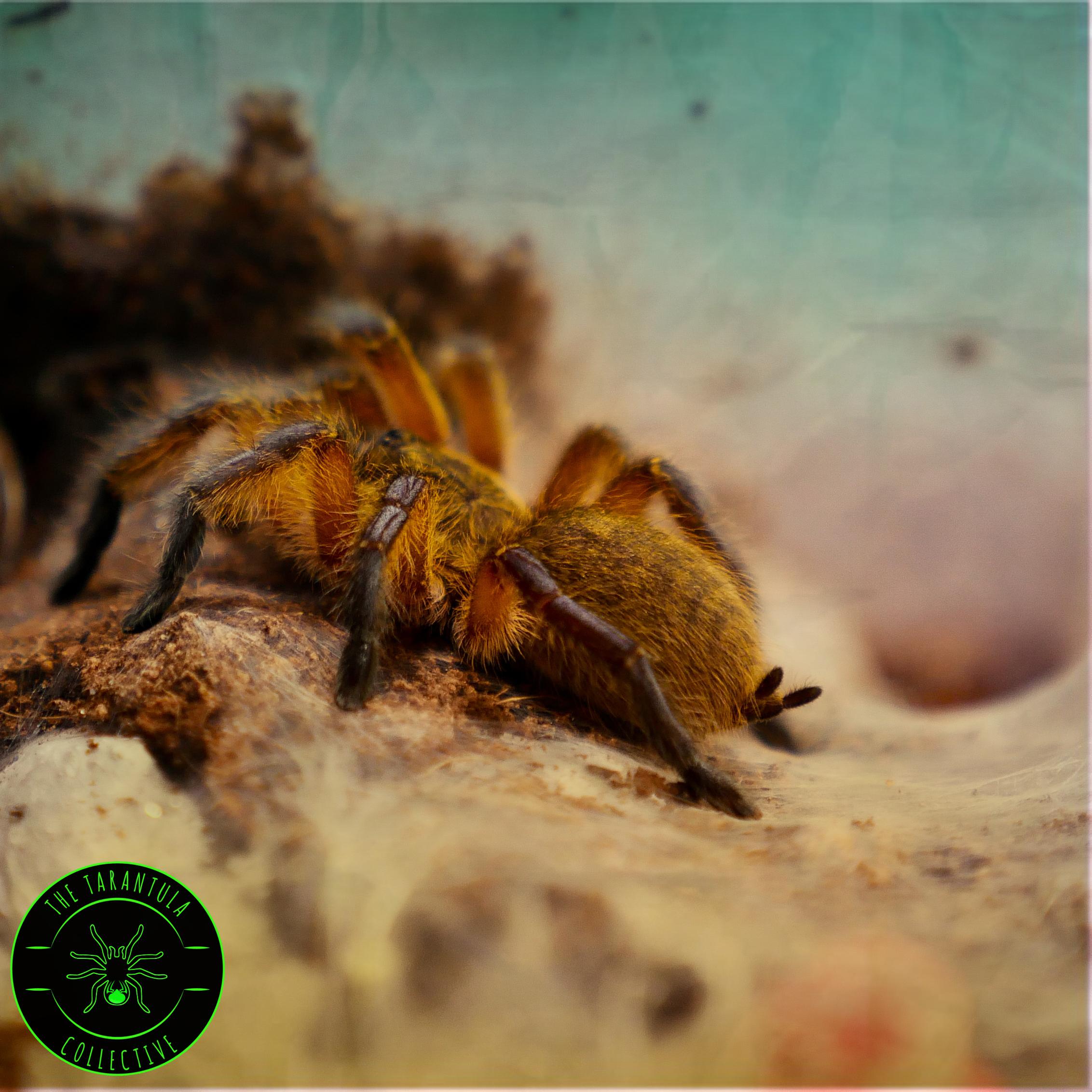 Harpactira pulchripes (Golden Blue Leg Baboon Tarantula)...has to be one of my favorite Old ...