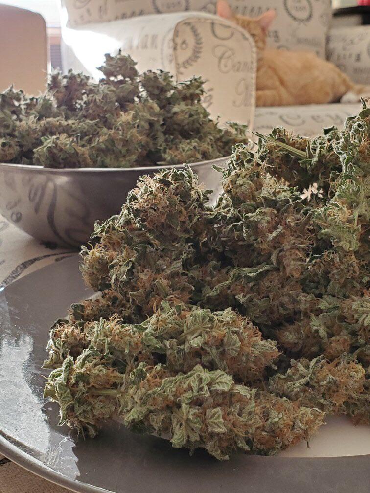 Harvested my first grow! | Scrolller