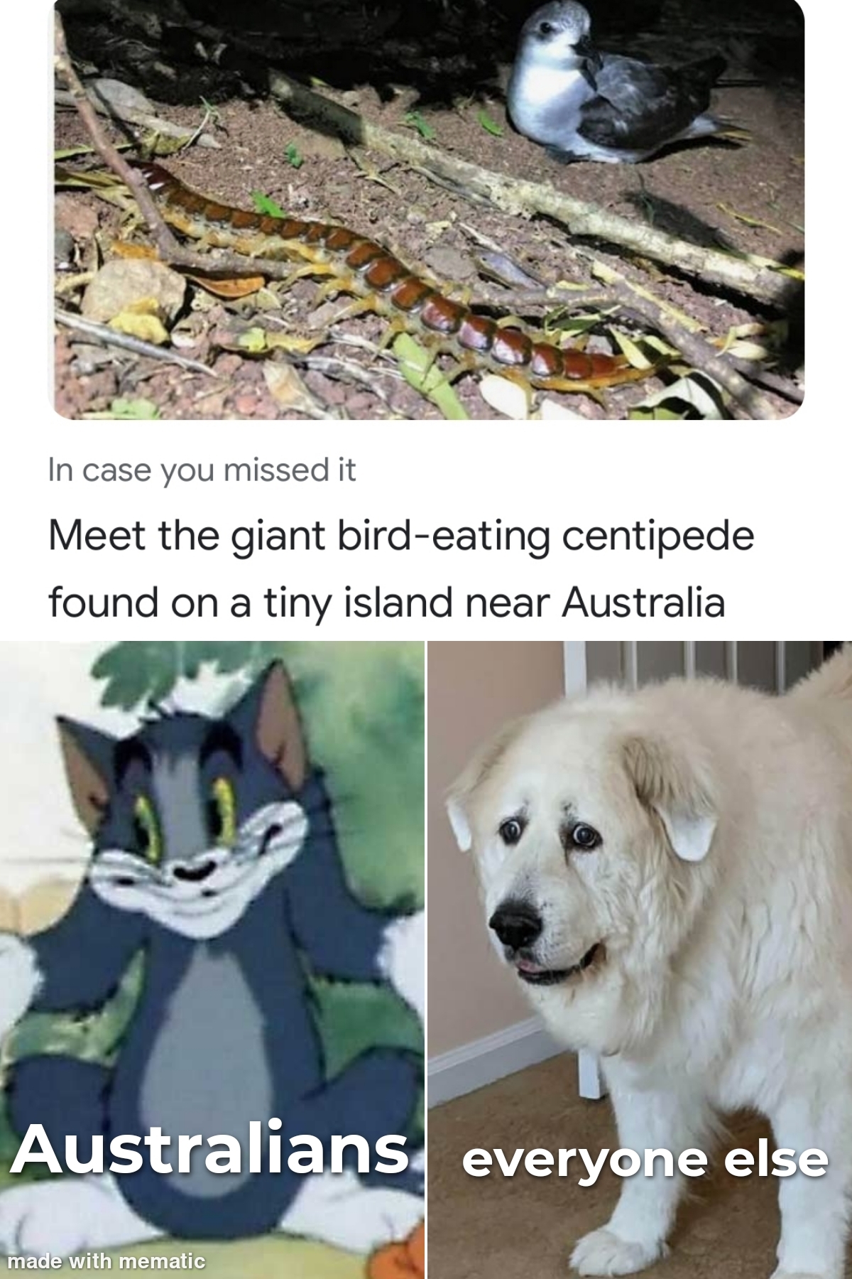 Have a g'day mate | Scrolller