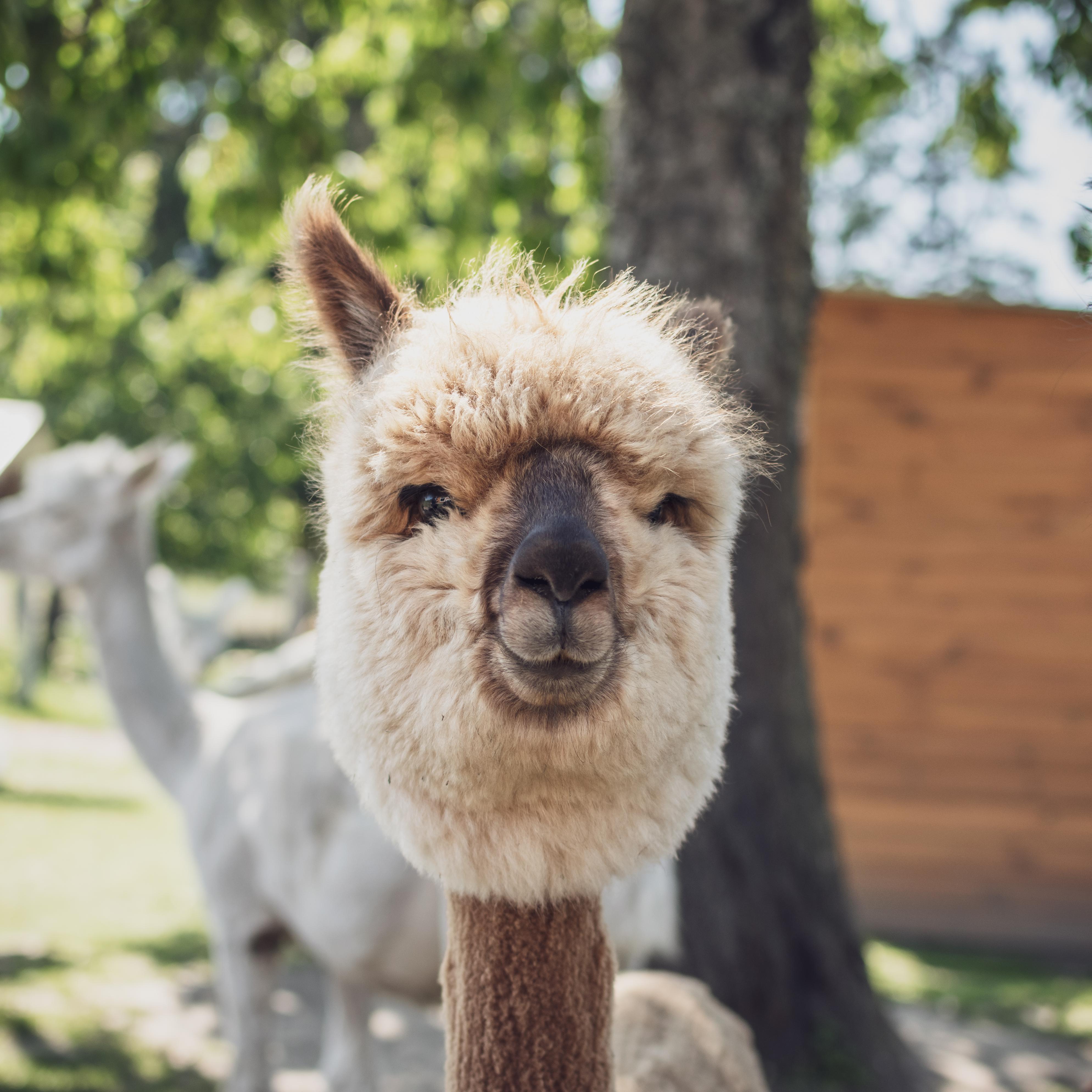 Have seen alpacas for the first time. Fell in love :D | Scrolller