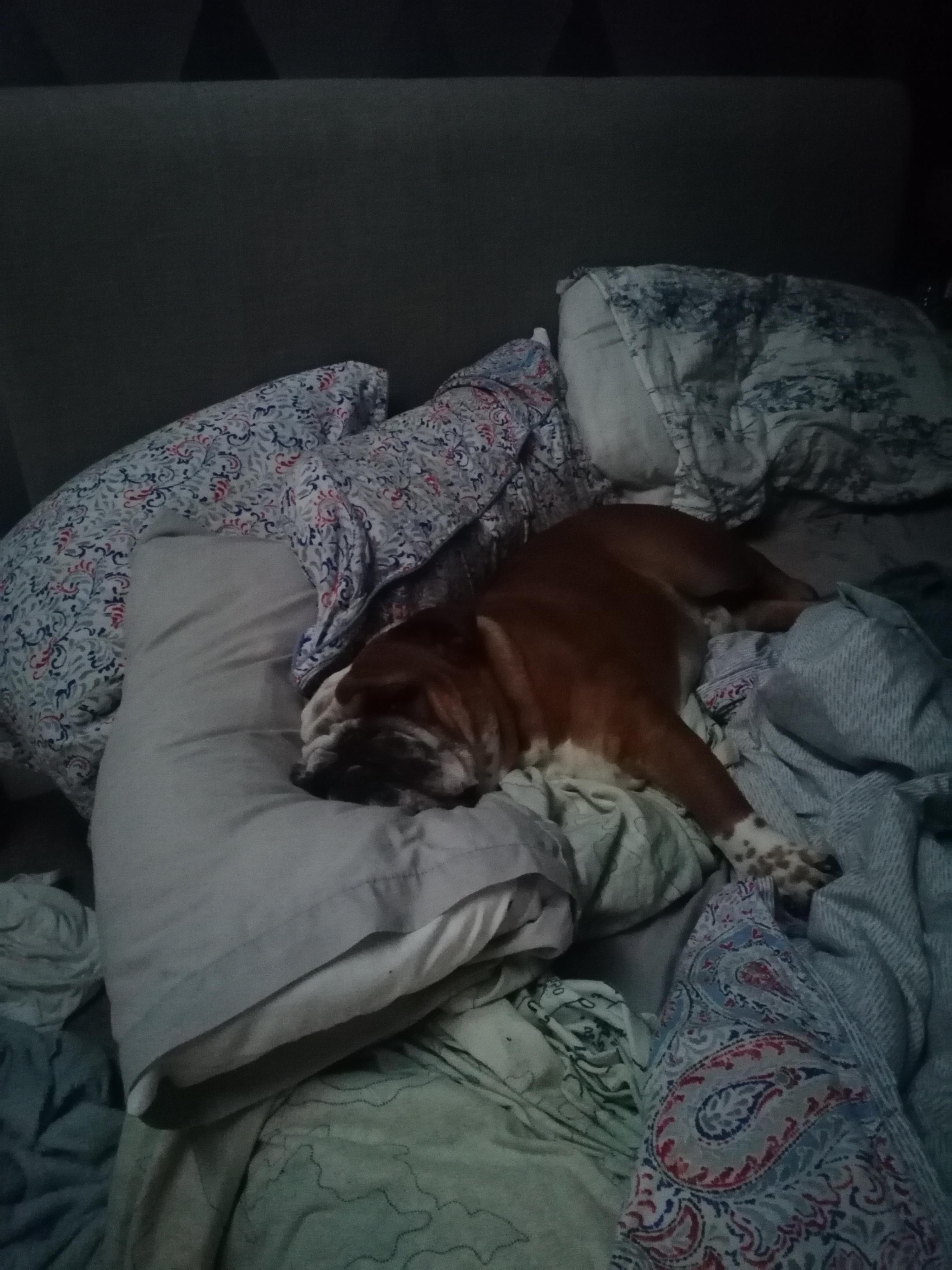 Have you ever seen anything look this comfortable? | Scrolller