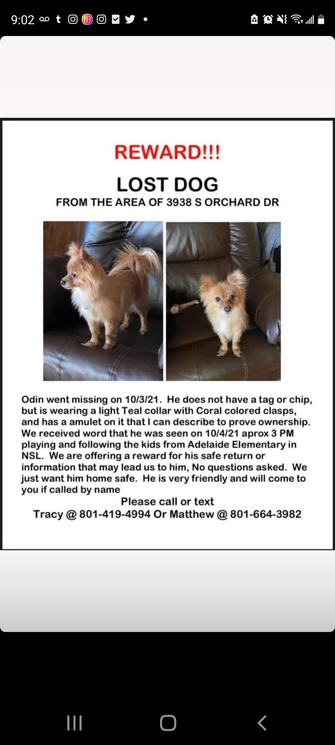 Have you seen this dog? | Scrolller