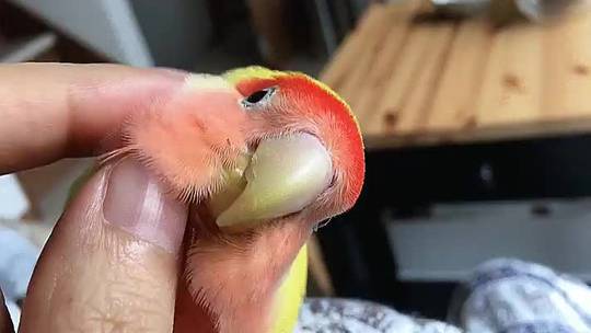 HD Birb Scritches. | Scrolller