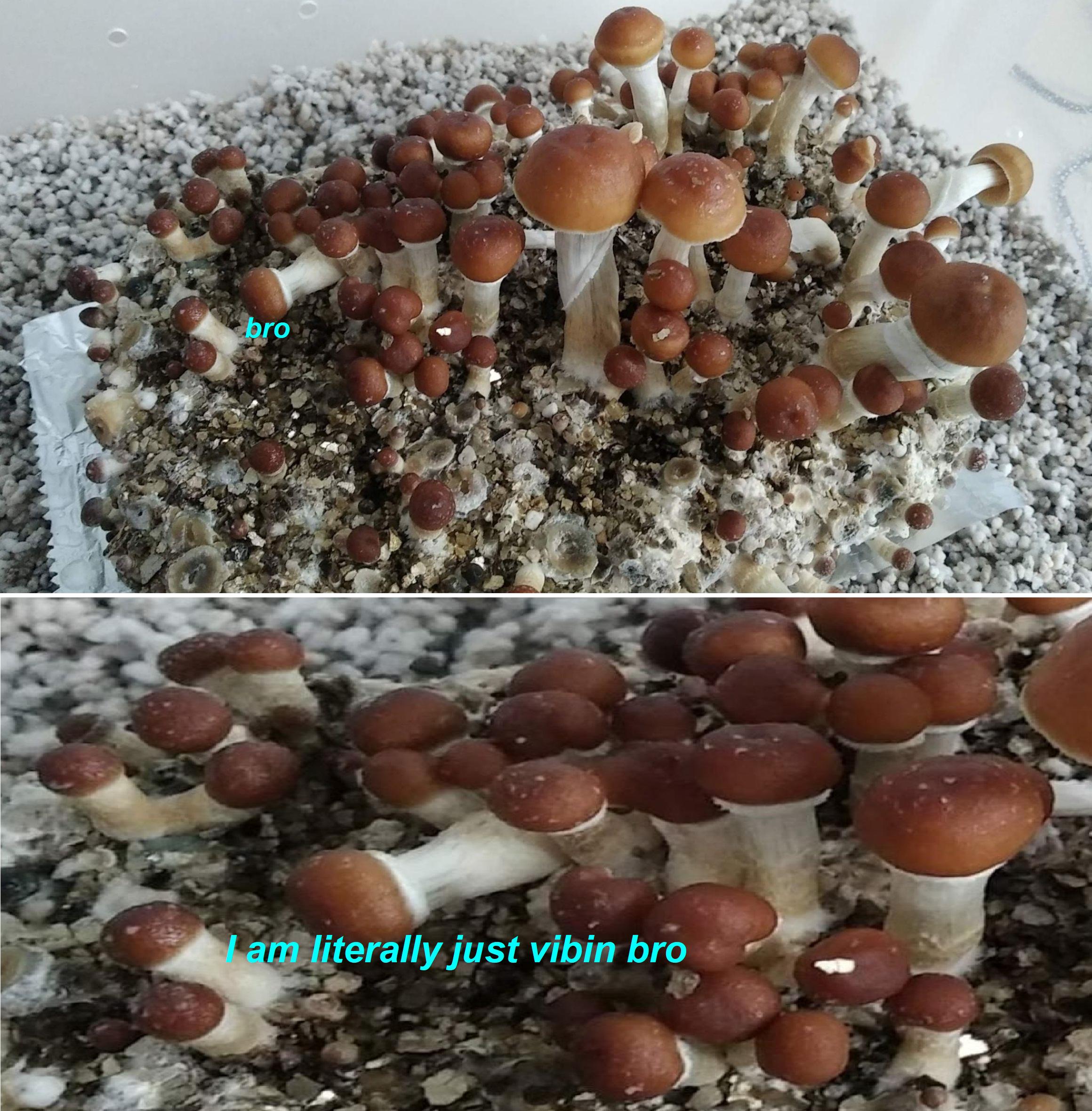 He be vibin | Scrolller