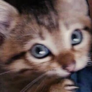 He chomp | Scrolller