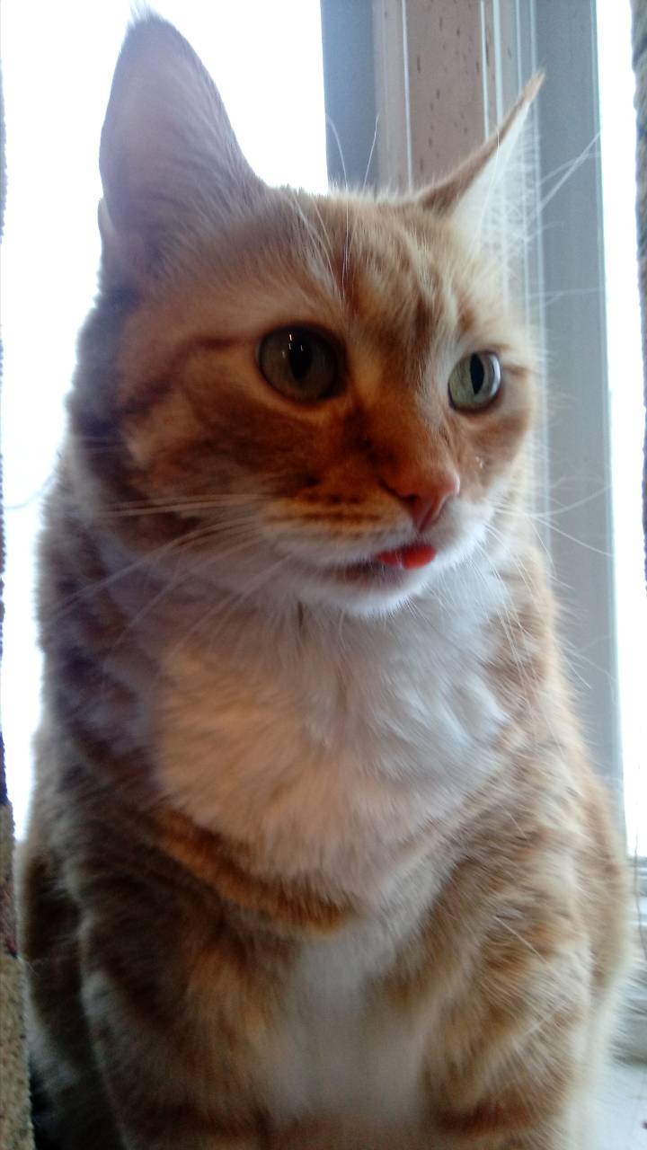 He did the blep, my day was blessed | Scrolller