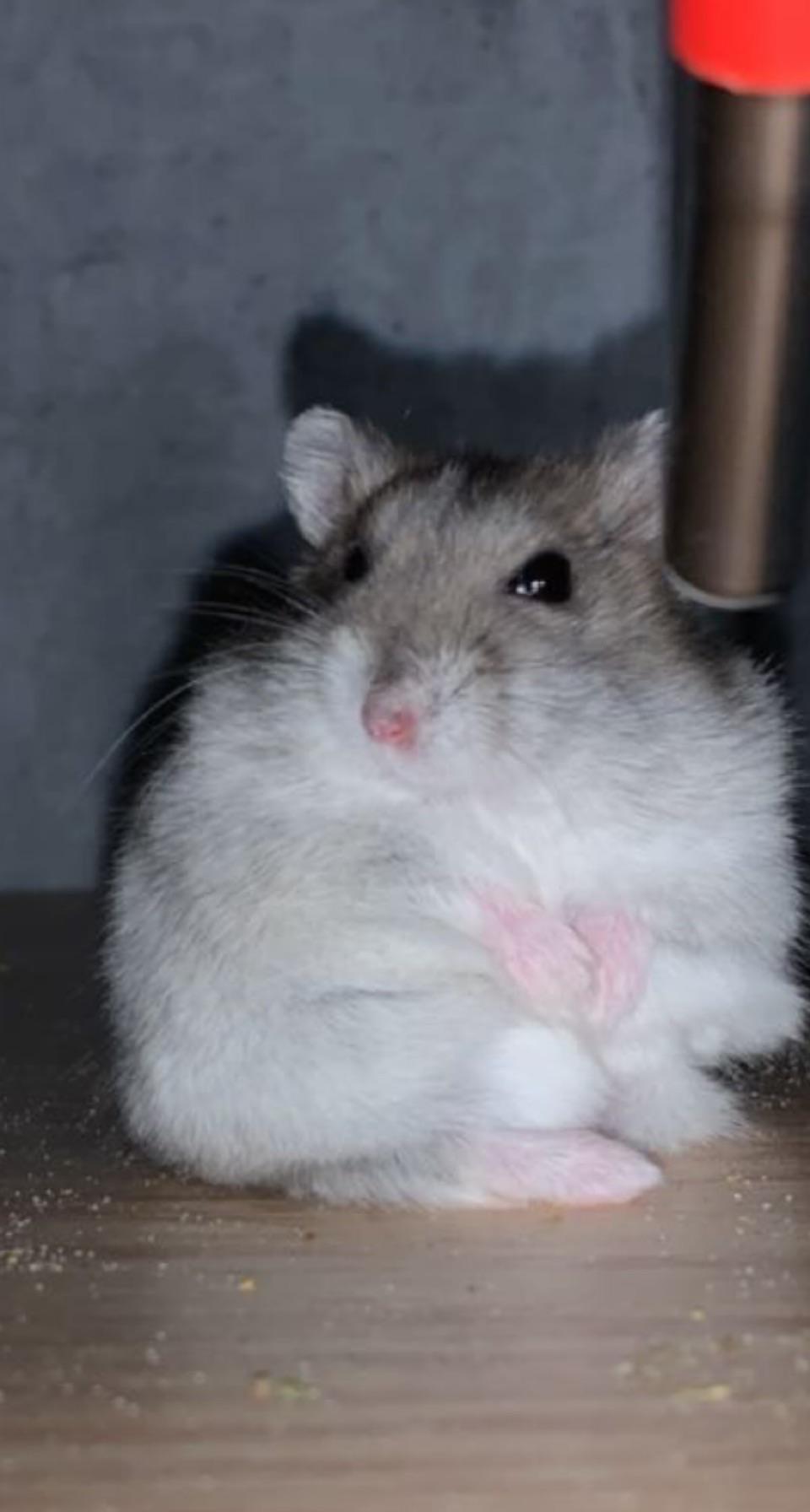 He do be grumpy | Scrolller