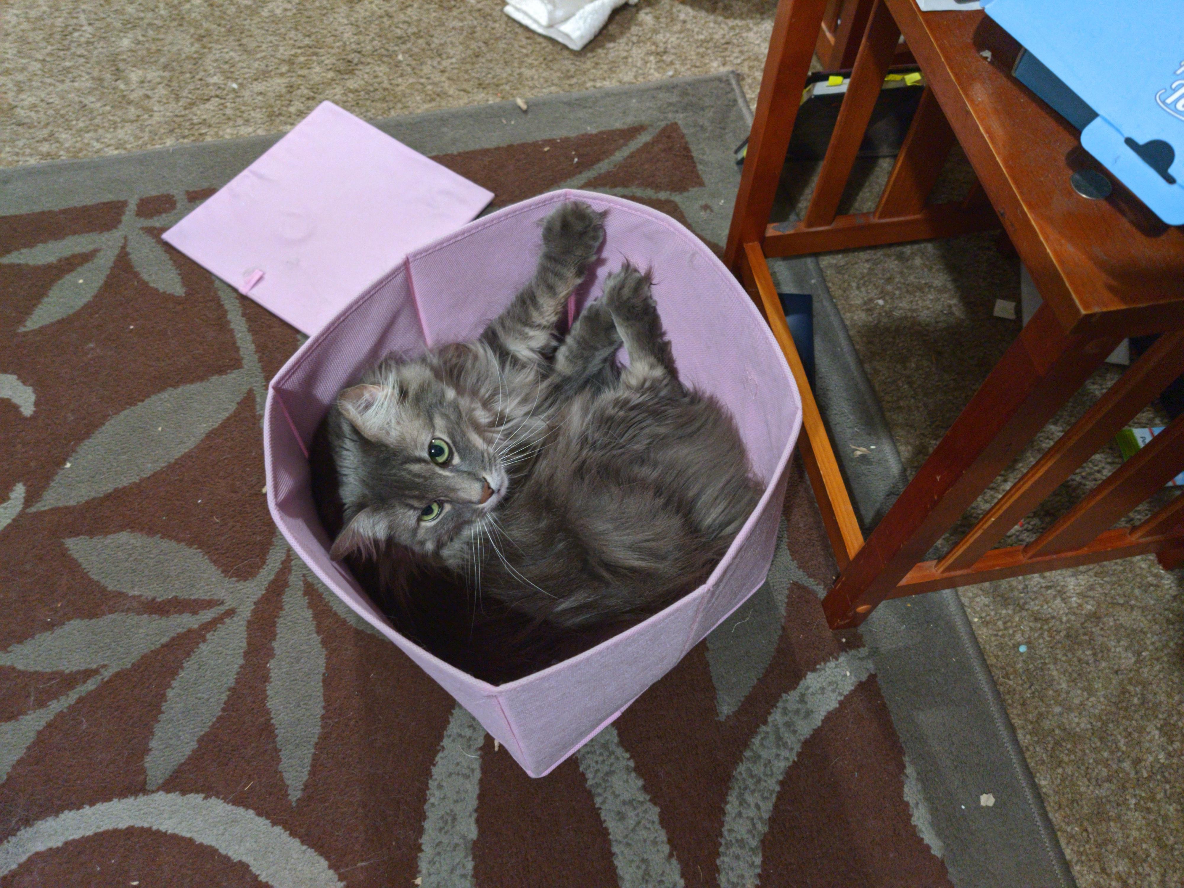 He doesn't fit in that container, but he's sure trying. | Scrolller