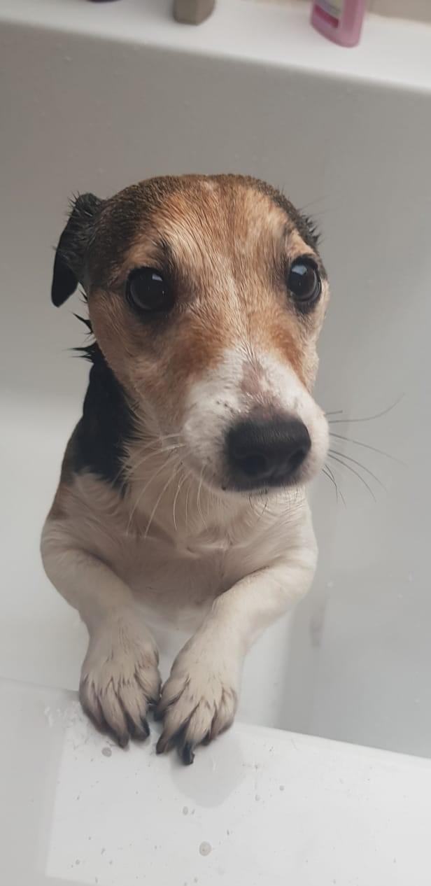 He doesn't like baths | Scrolller