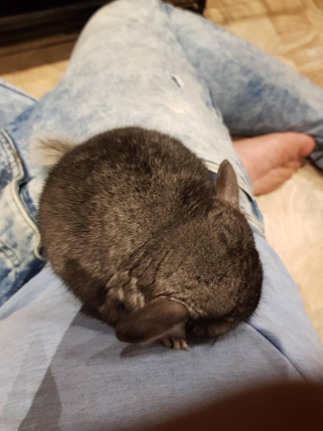 He fell asleep on my lap | Scrolller