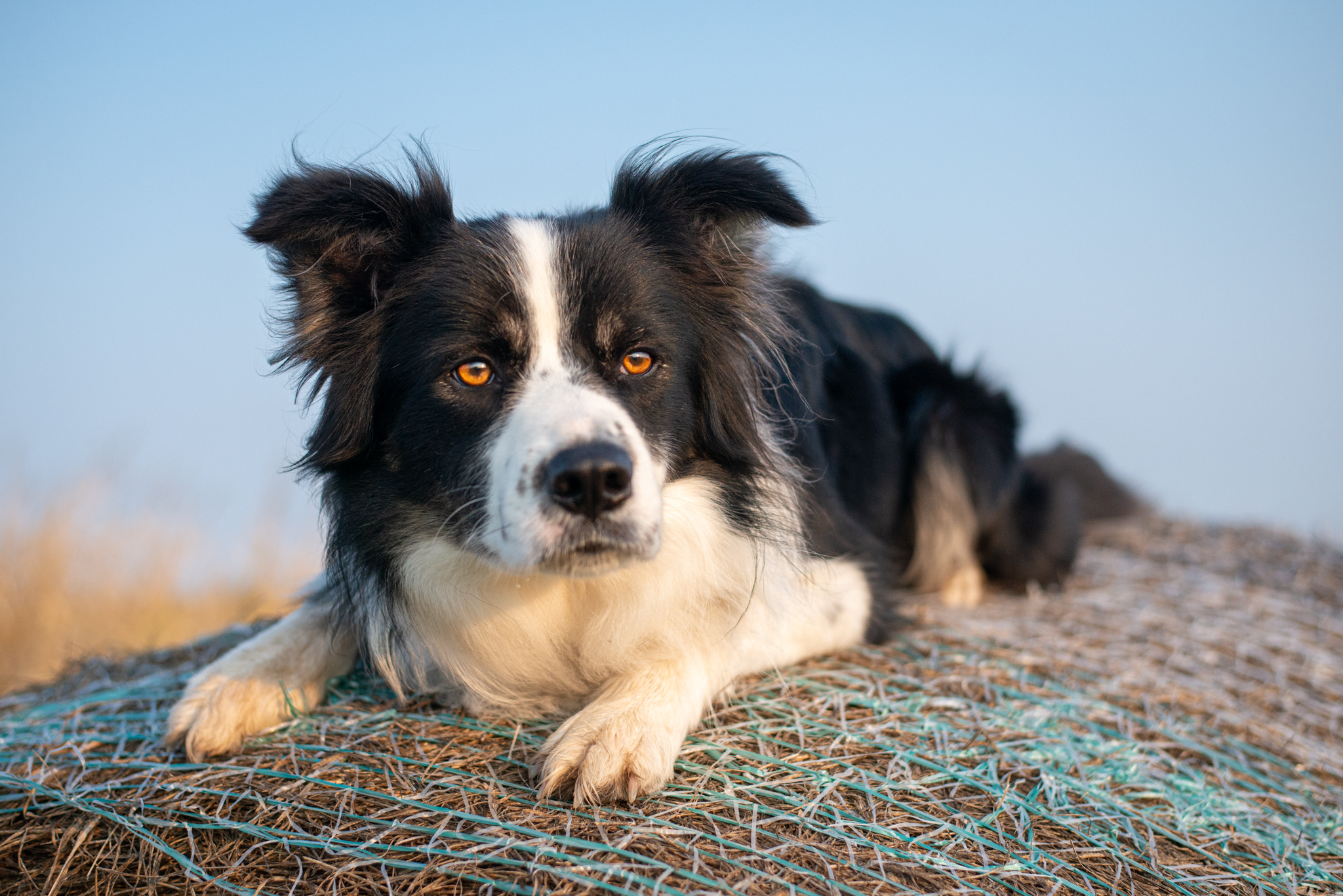 He is so damn handsome | Scrolller