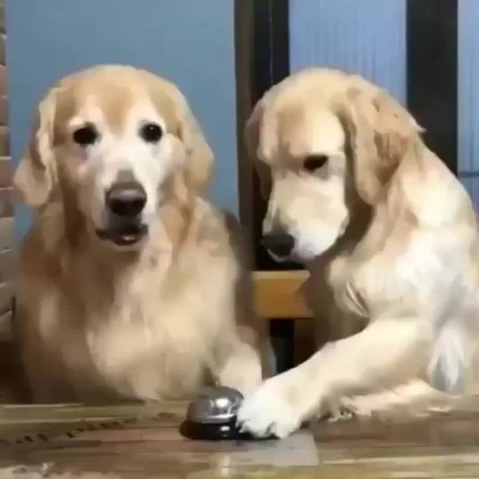 he old - cant learn new tricks | Scrolller