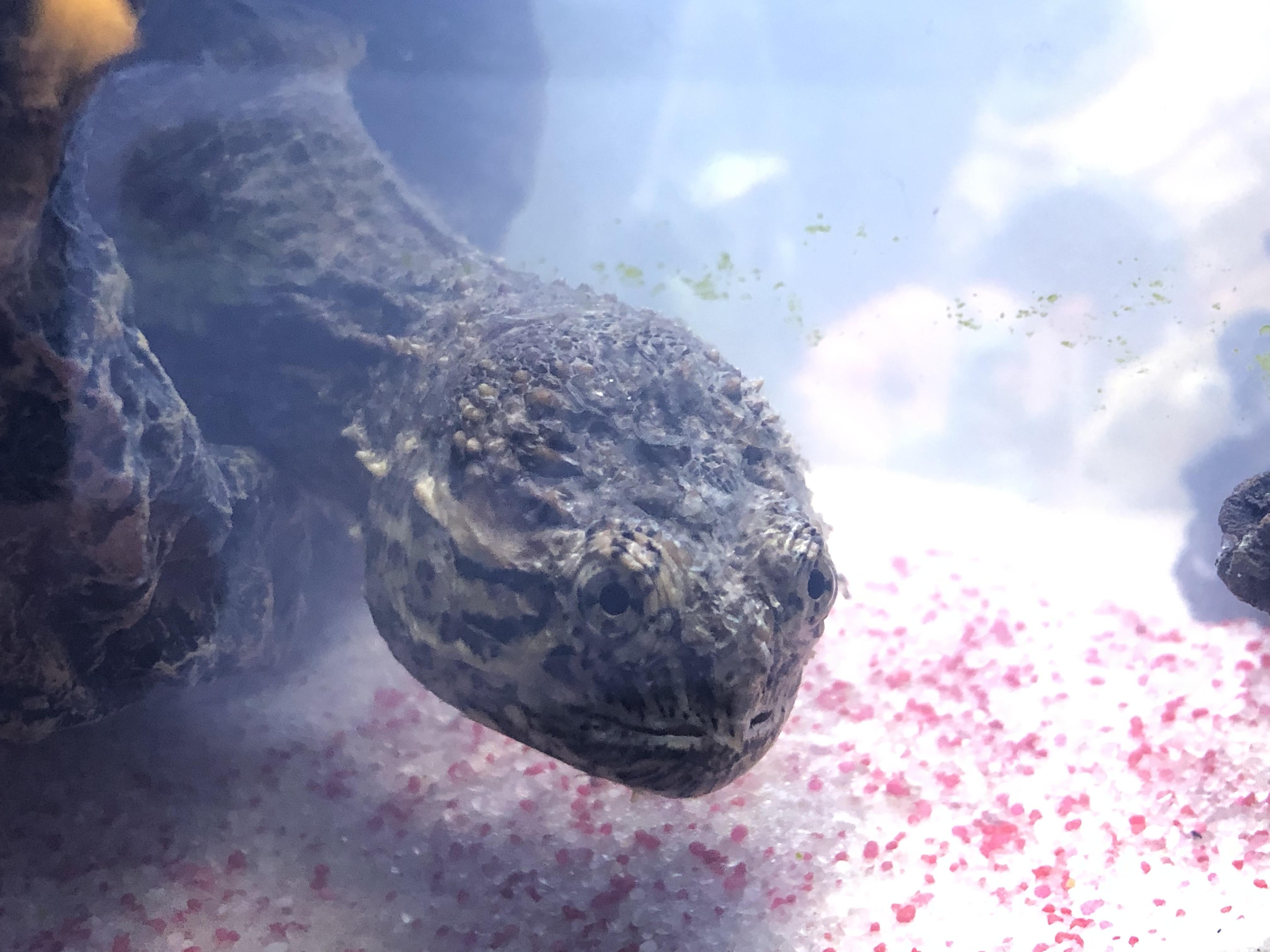 He’s a deep thinker. | Scrolller