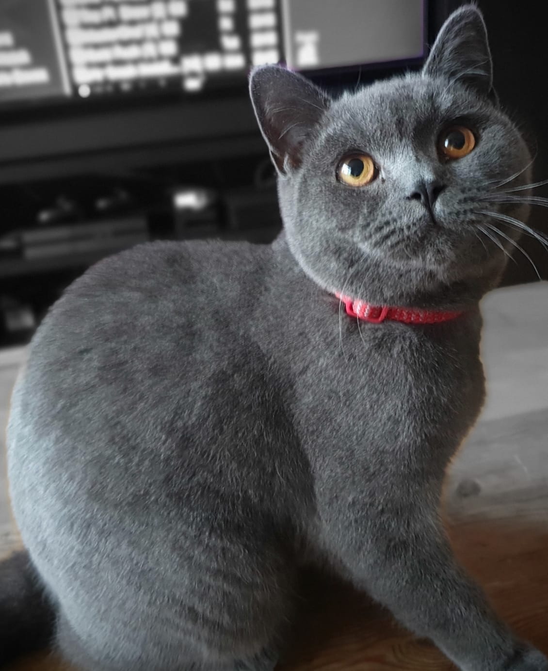 He saw a fly... | Scrolller