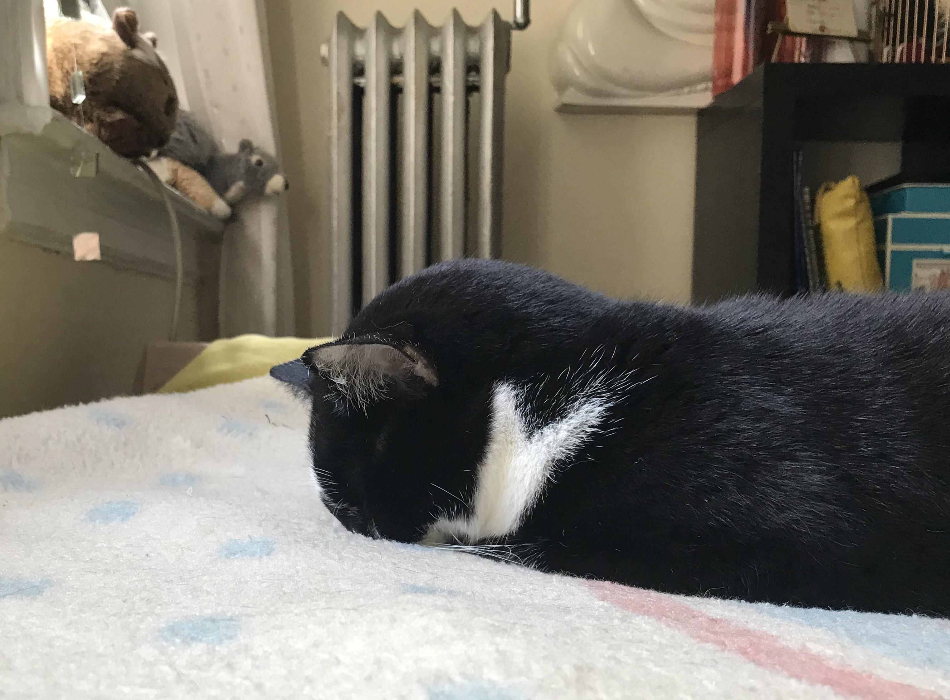 He snooze | Scrolller