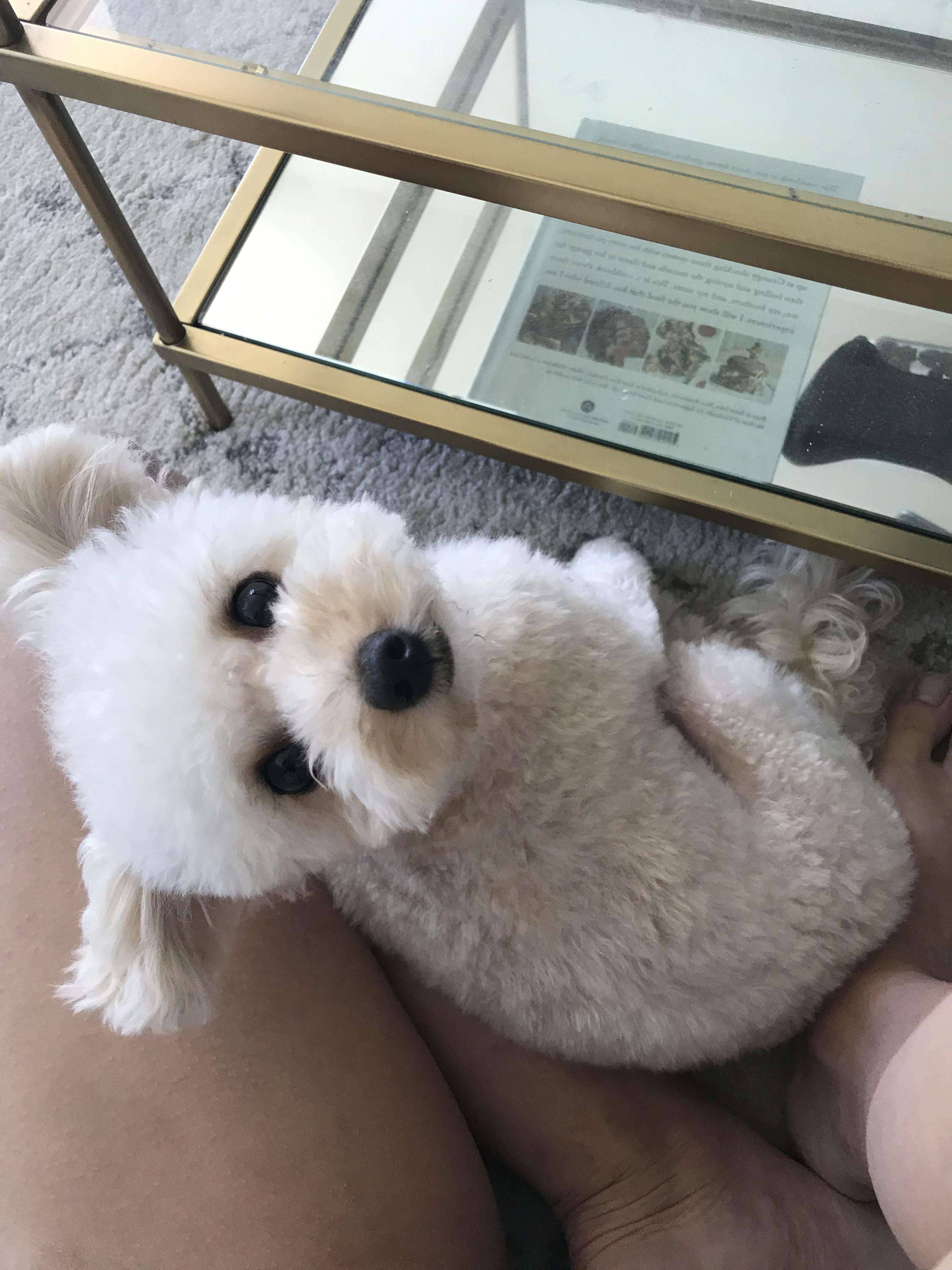 He stares at me until I pet him. | Scrolller