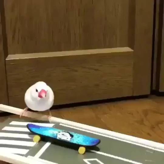 He was a skater boy | Scrolller