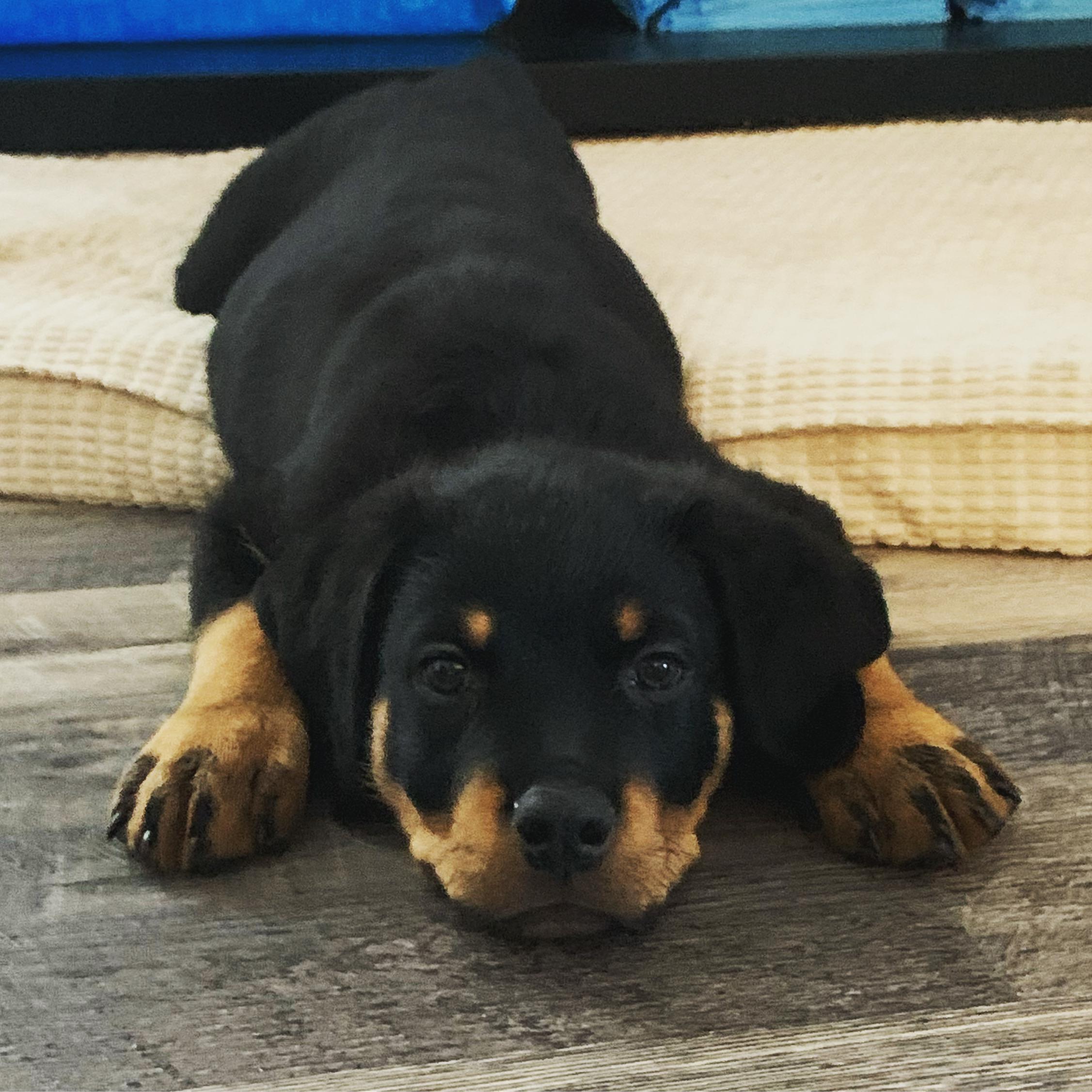 Heartthrob in training. Reddit, meet Gru! | Scrolller