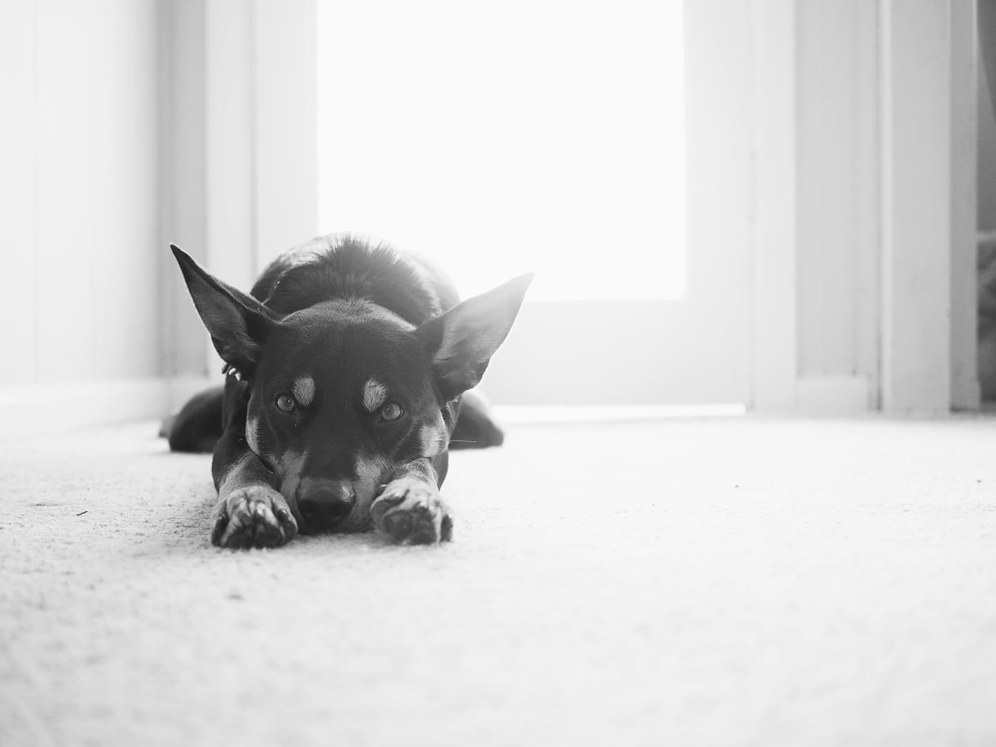 Heavenly Kelpie | Scrolller