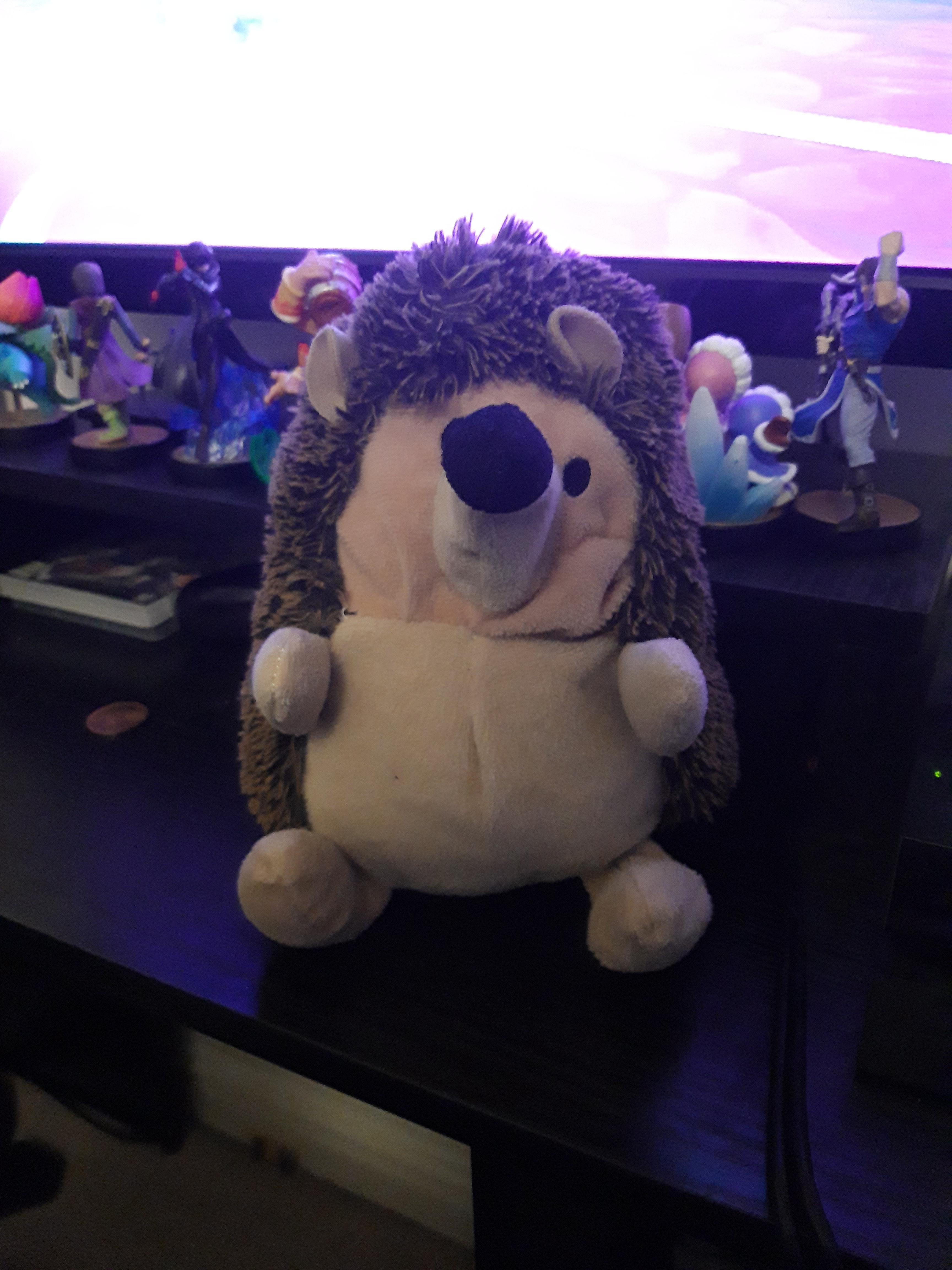 Hedgehog | Scrolller