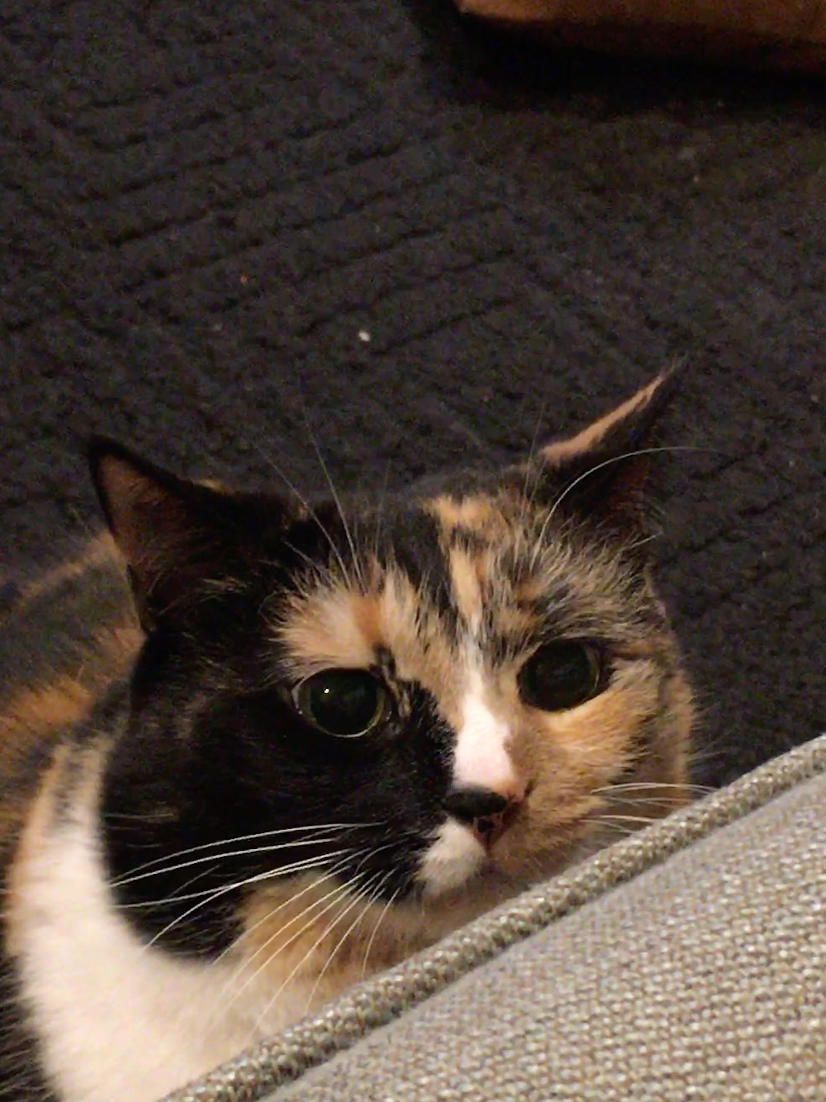 Hefty chonk on attack mode | Scrolller