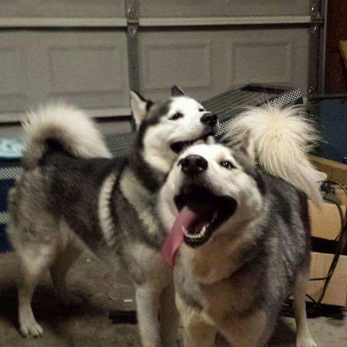Discover more like Husky: Hello all. Meet Chewy and Nobi. and Related Content | Scrolller