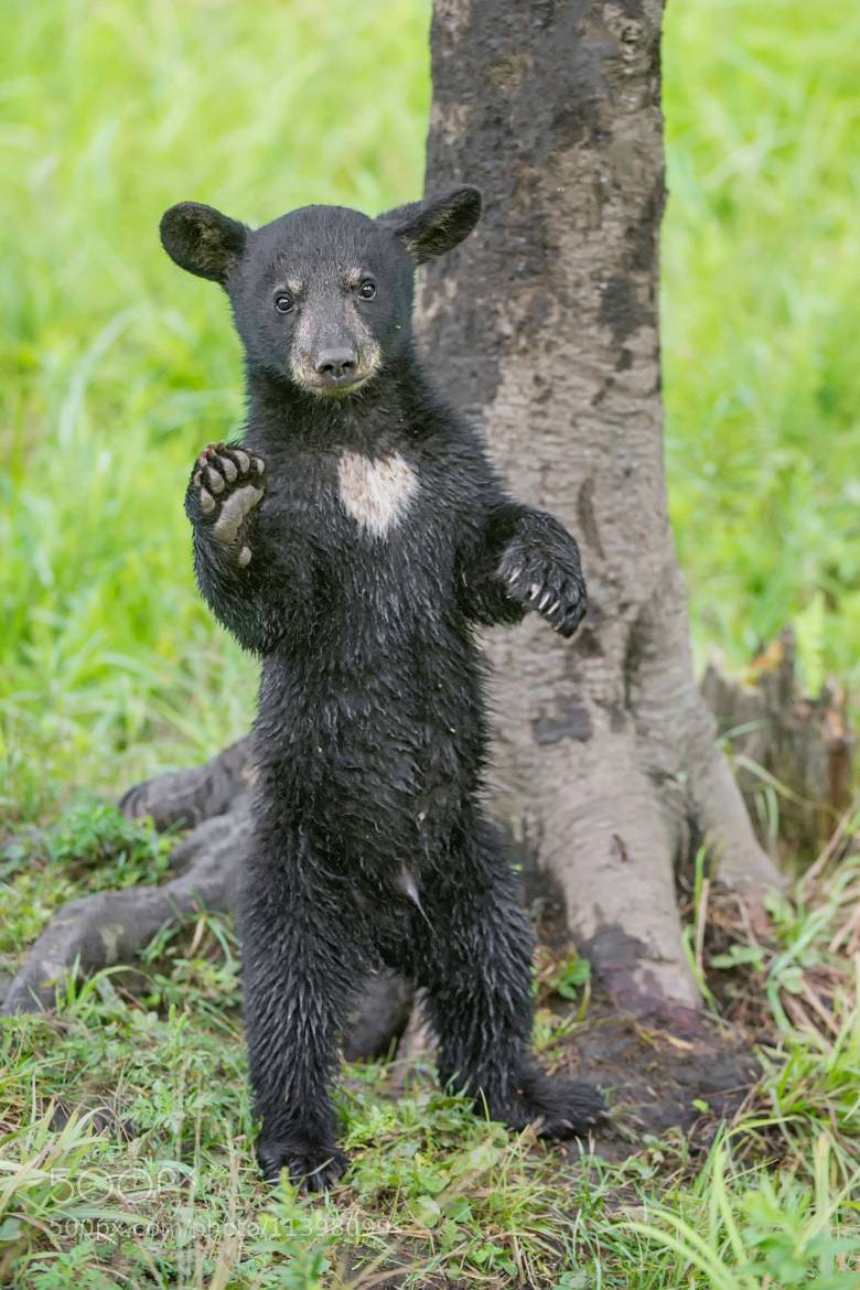 Hello bear! | Scrolller