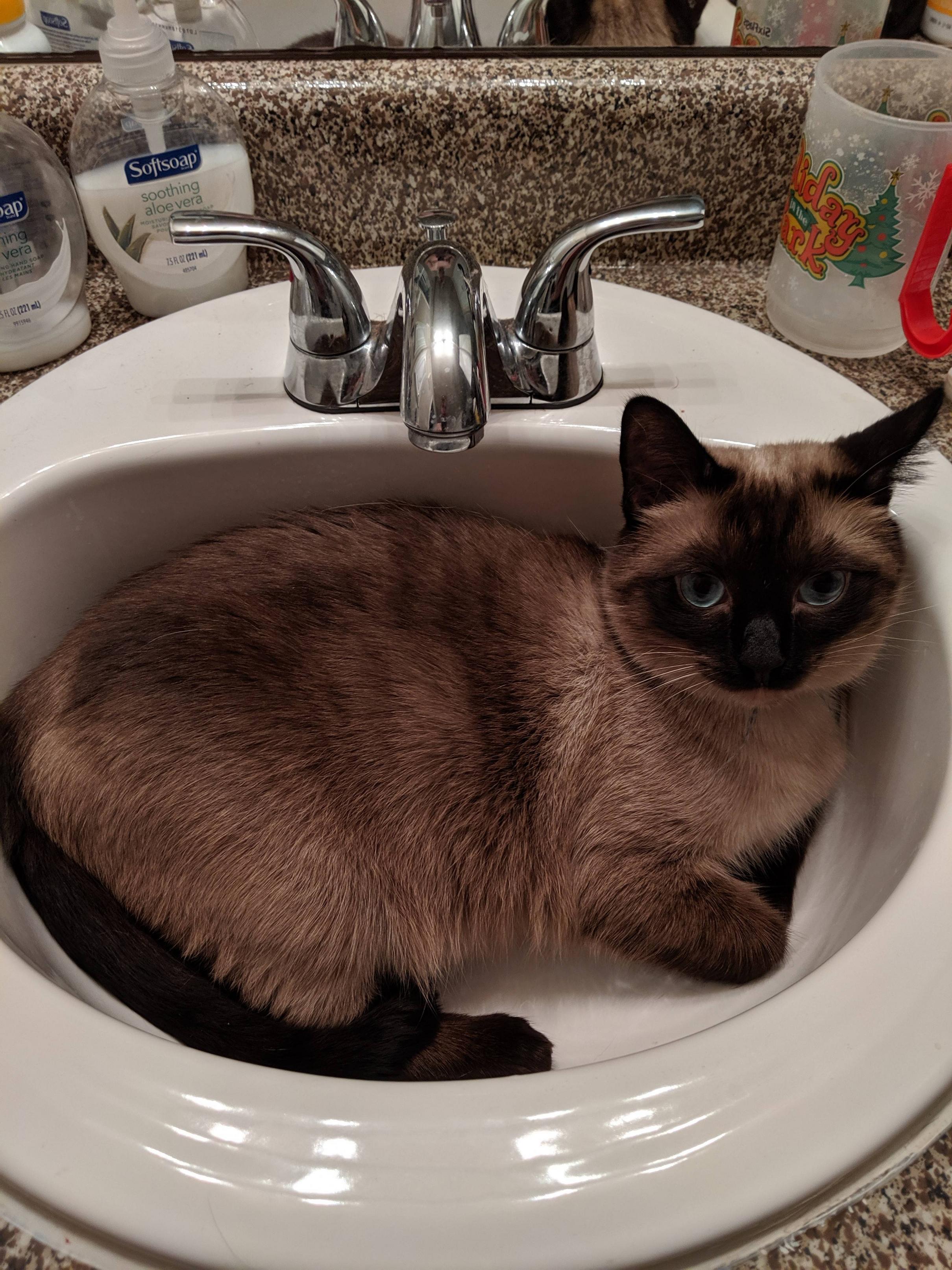 Hello friends. Meet Rex! | Scrolller