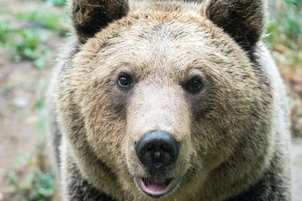 Hello, have you heard the news about Sky Bear? | Scrolller