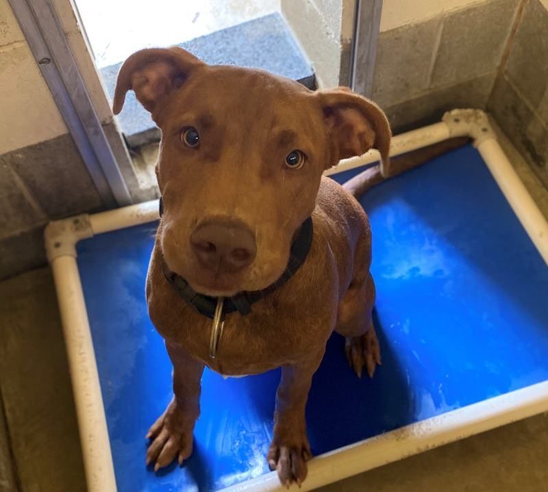 Hello hooman! | Scrolller