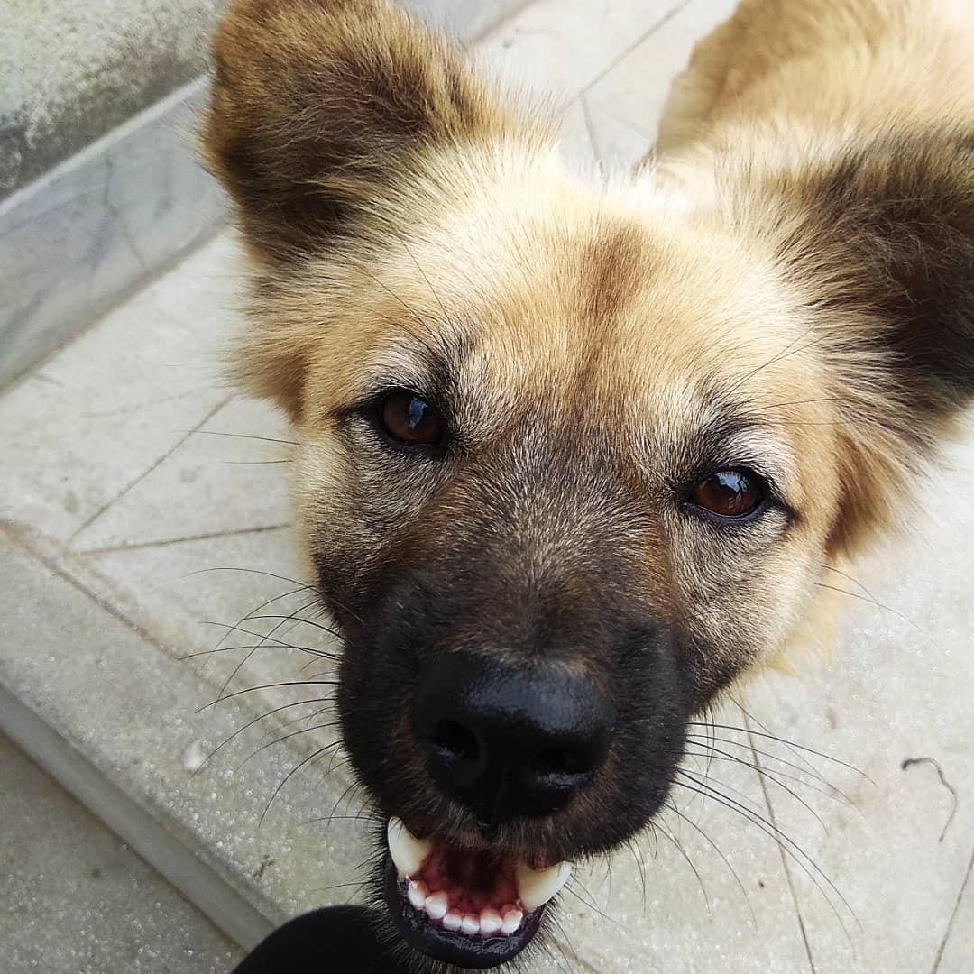 Hello hooman | Scrolller