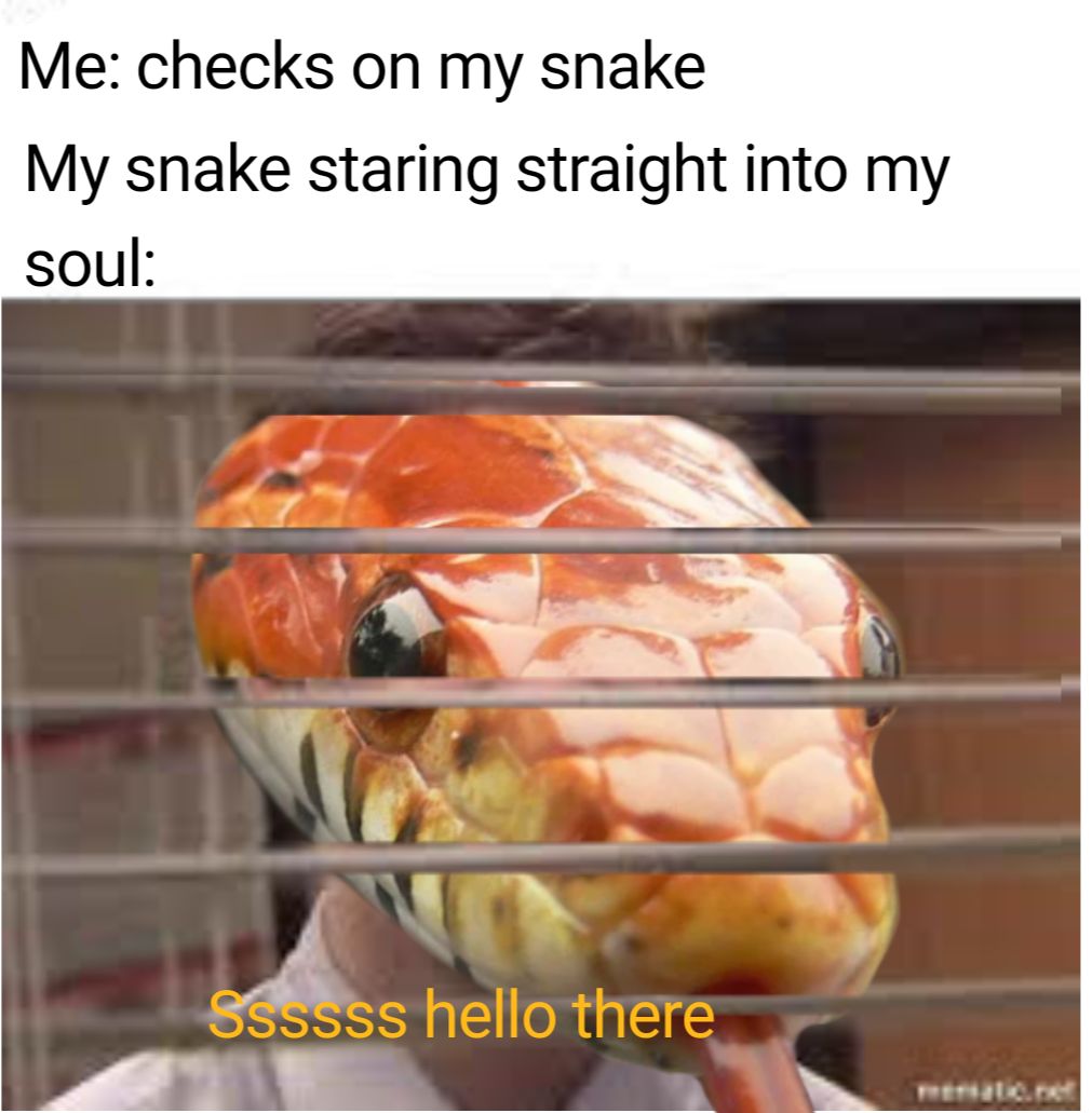Hello hooman, give me food or leave (posted also on r./snakes) | Scrolller