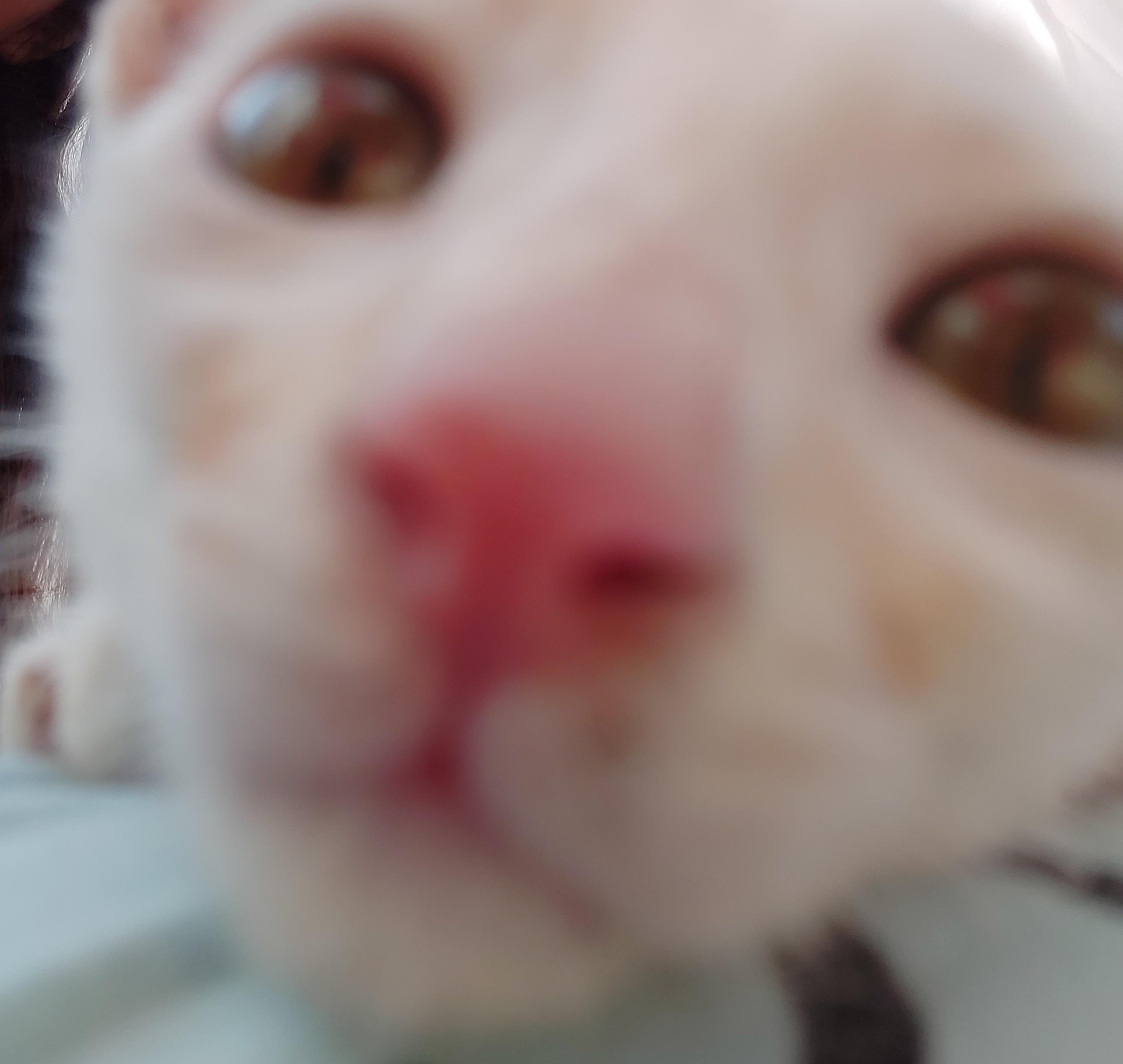 Hello hooman have a boop before you go | Scrolller