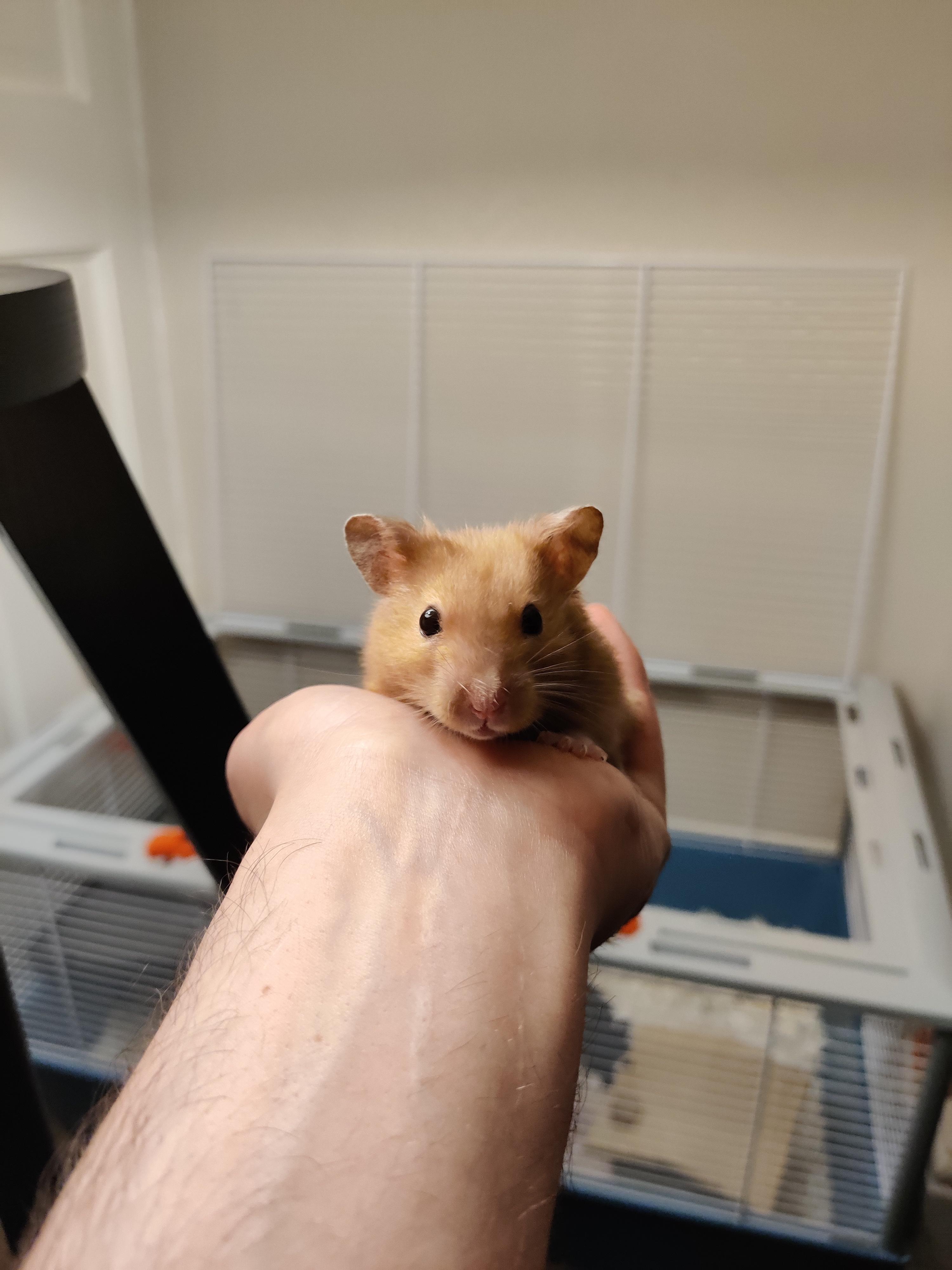 Hello I'm Mimsy | Scrolller