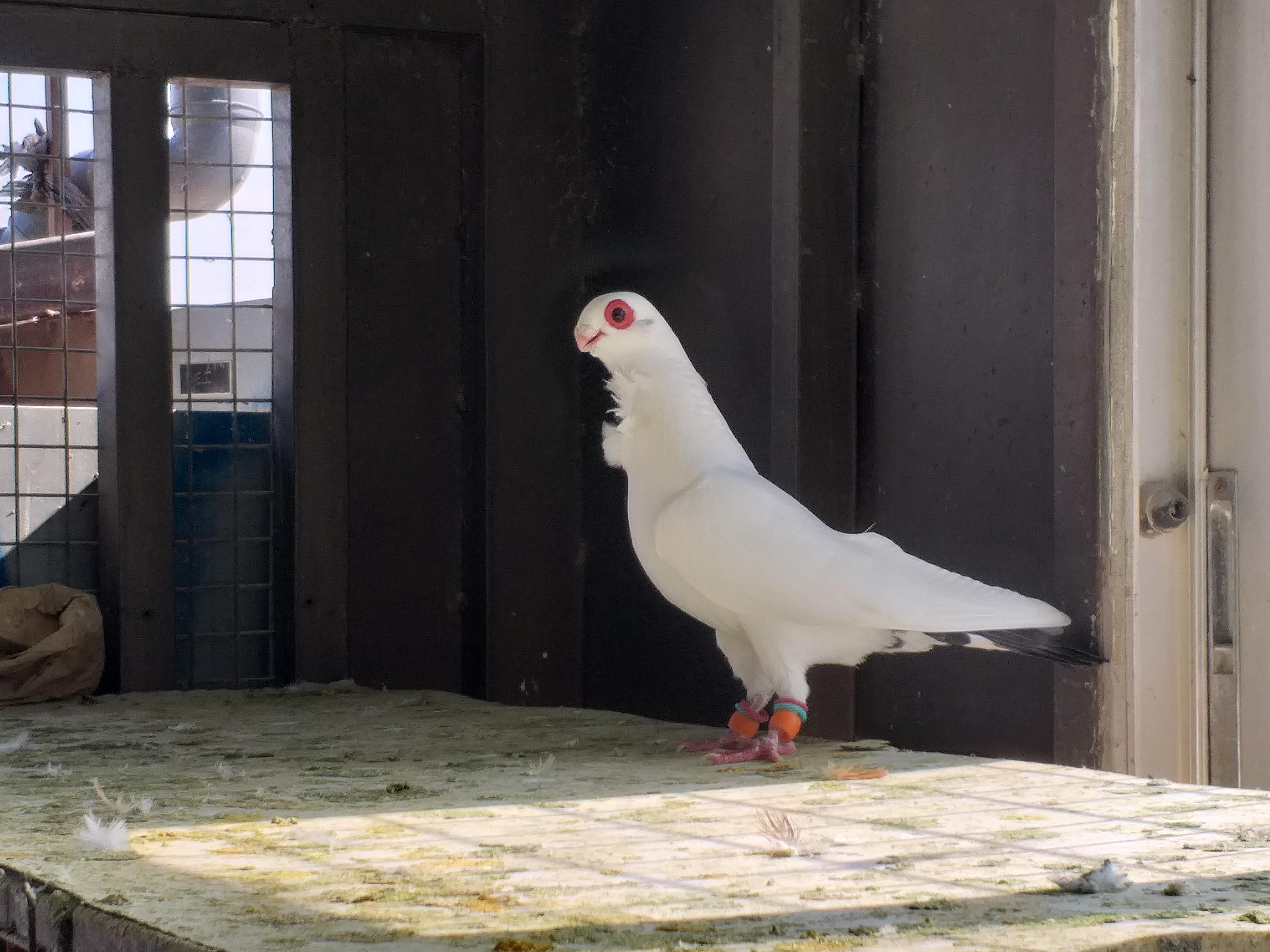Hello, im new here. Here is one of my pigeons | Scrolller