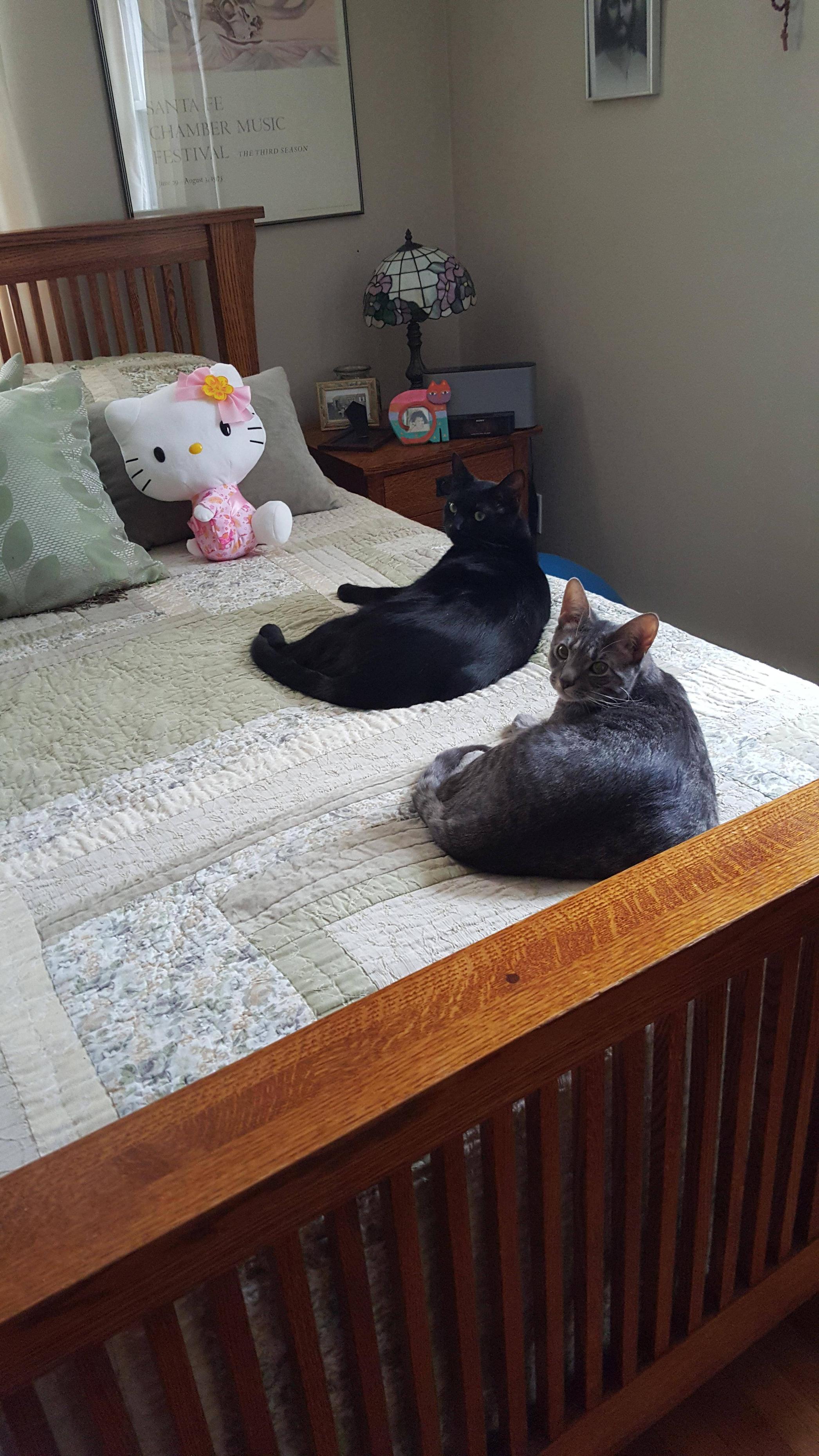 Hello Kuro — I mean, Kitty — and Neko! | Scrolller