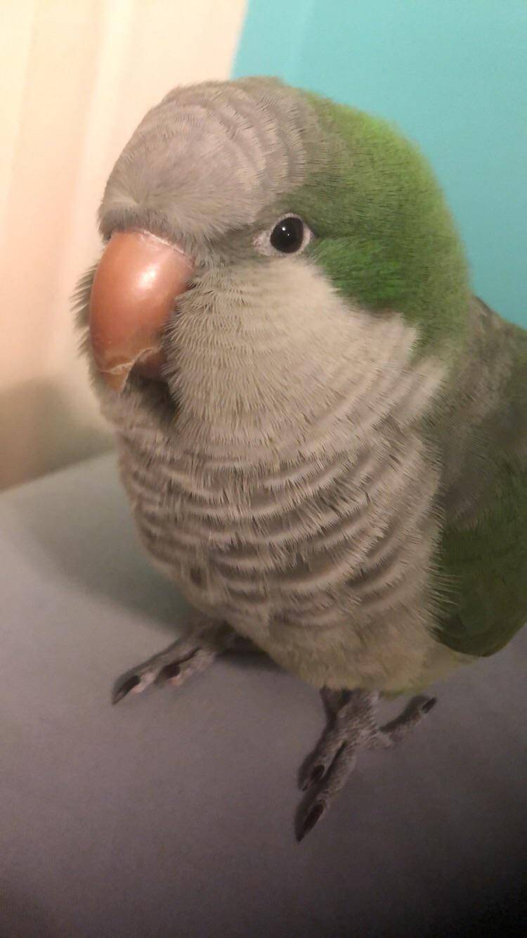 big borb | Scrolller