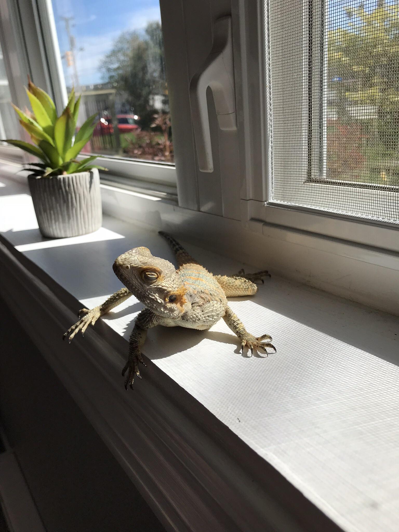 Hello Reddit meet Nova! ️ | Scrolller