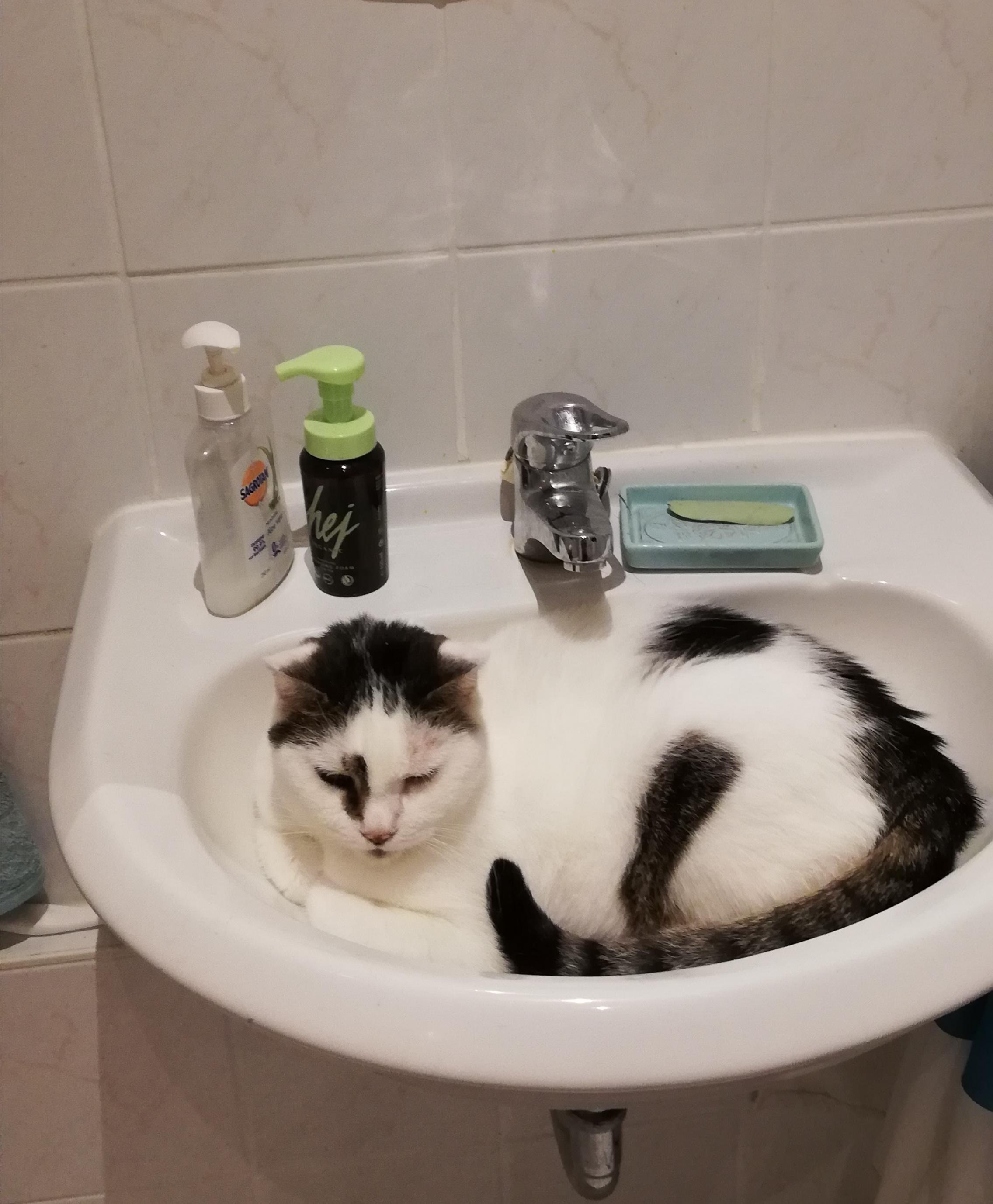 Hello this is Neo, he is old and very sensitive. I would never ever interrupt him in this ...