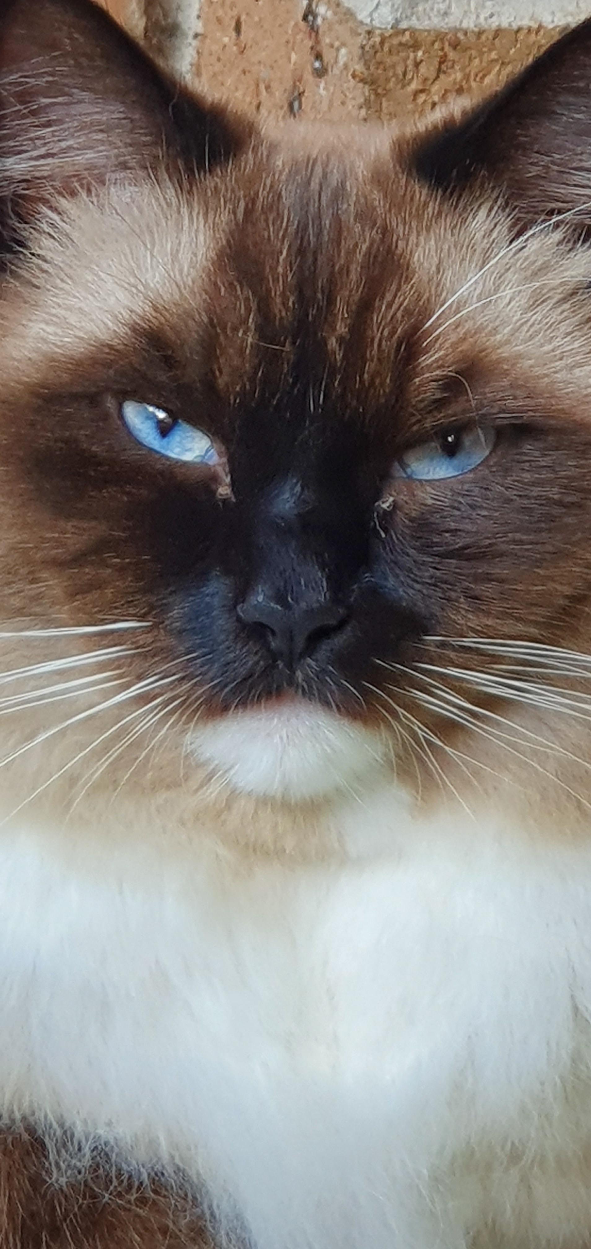 Hello to all my Ragdoll Family Friends | Scrolller