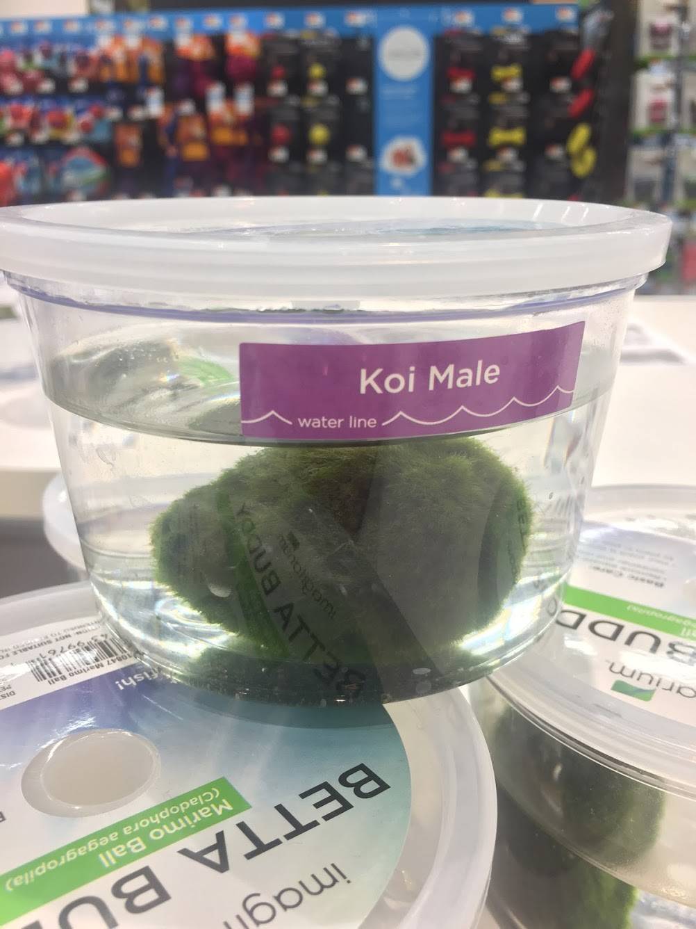 Help! Betta looking green and very bloated | Scrolller