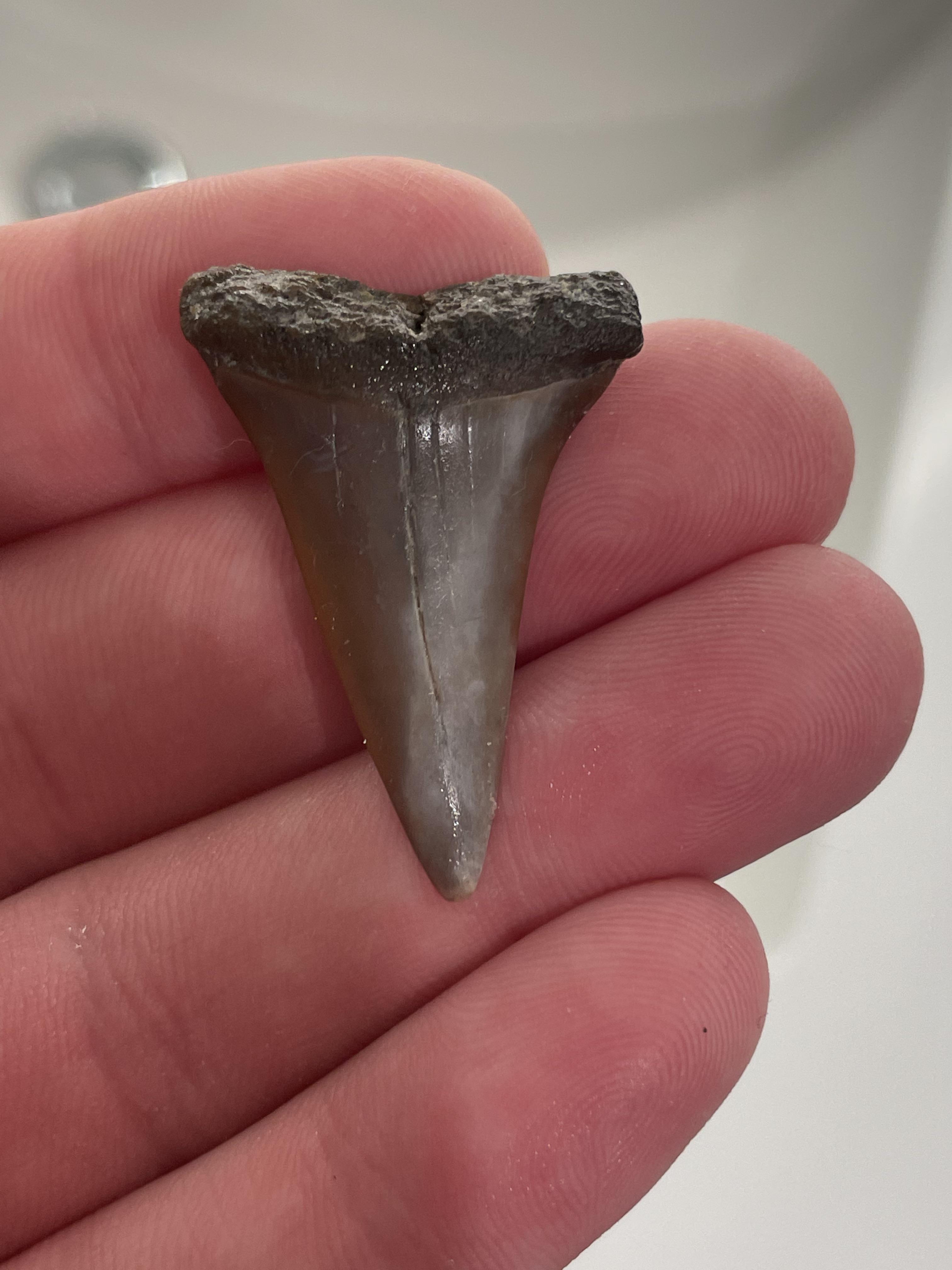 Help ID? | Scrolller