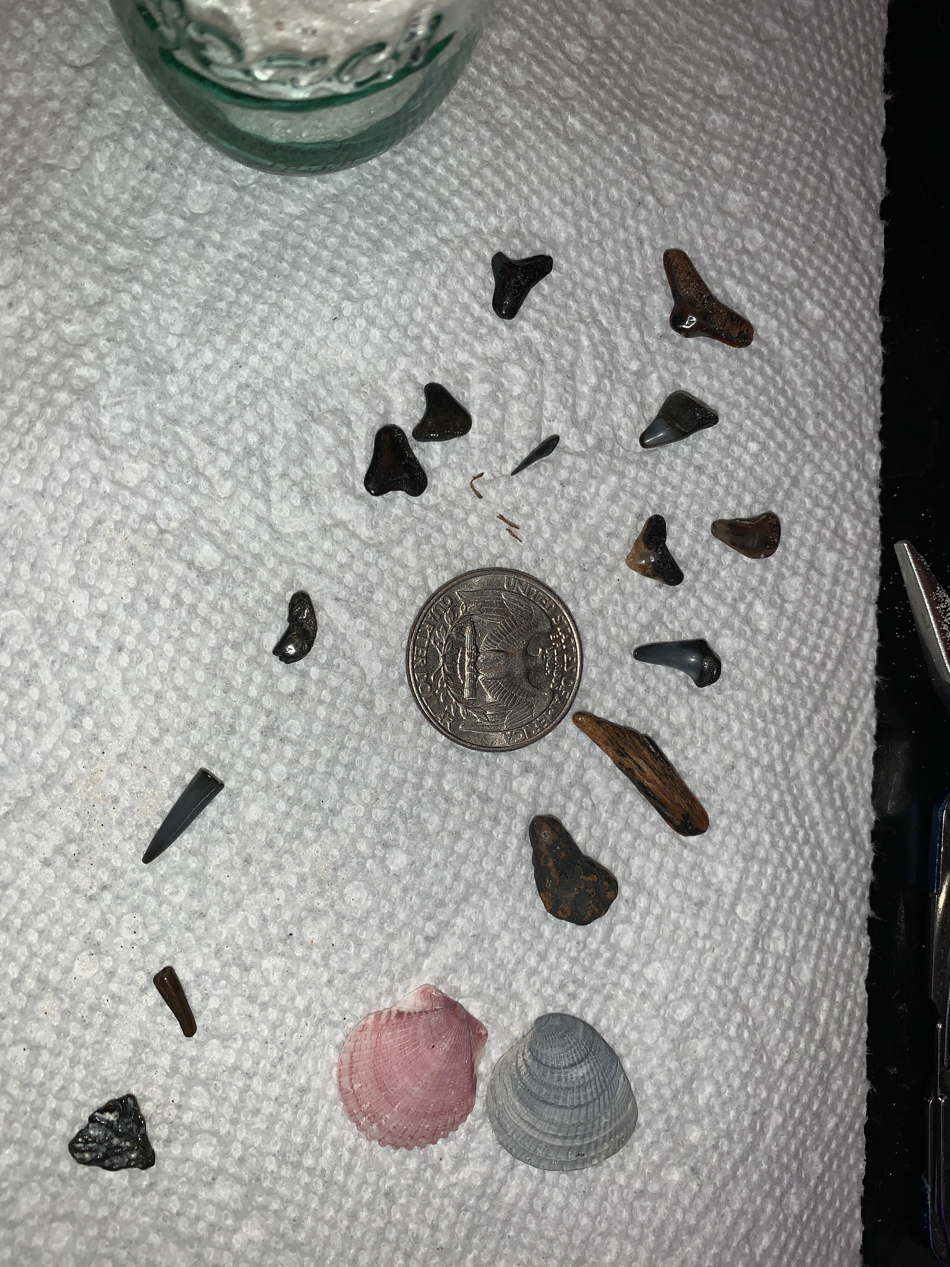 Help ID - Manasota Key, FL | Scrolller