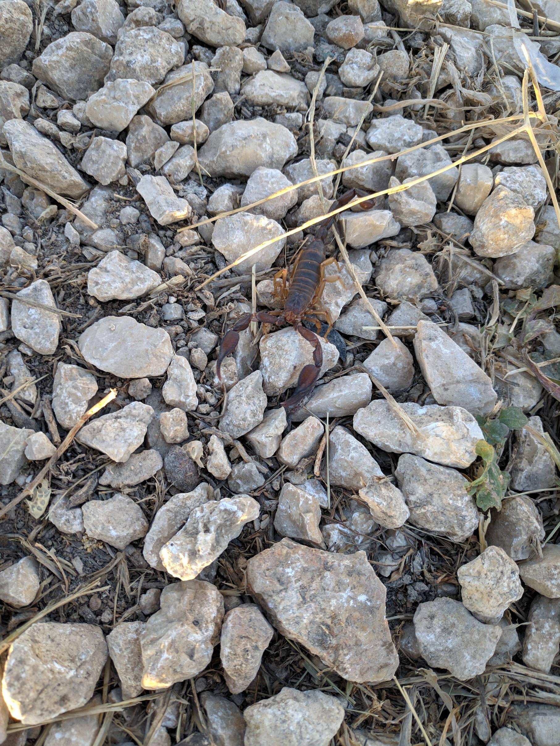 Help identifying this scorpion? | Scrolller