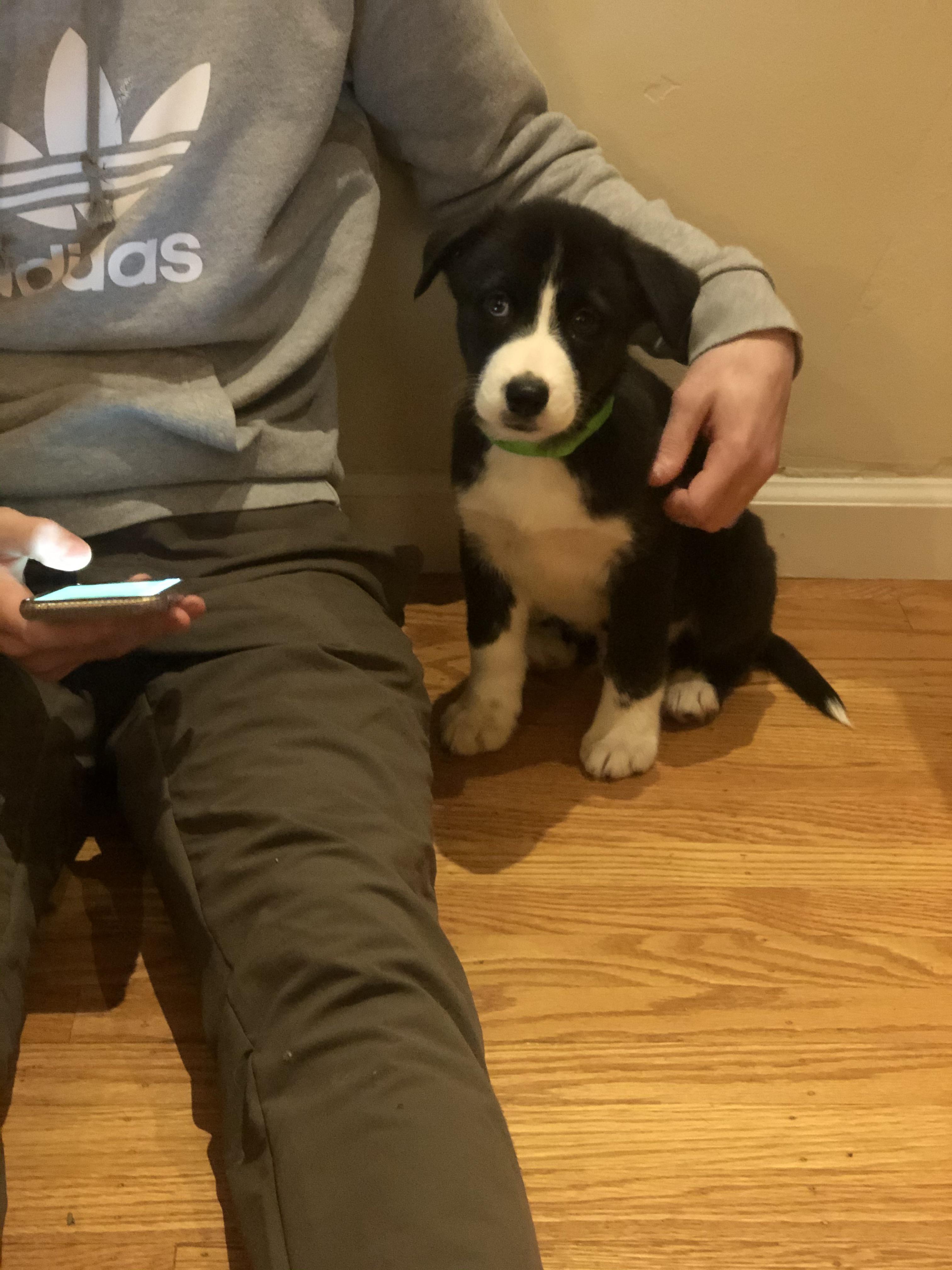 Help me name my dog | Scrolller