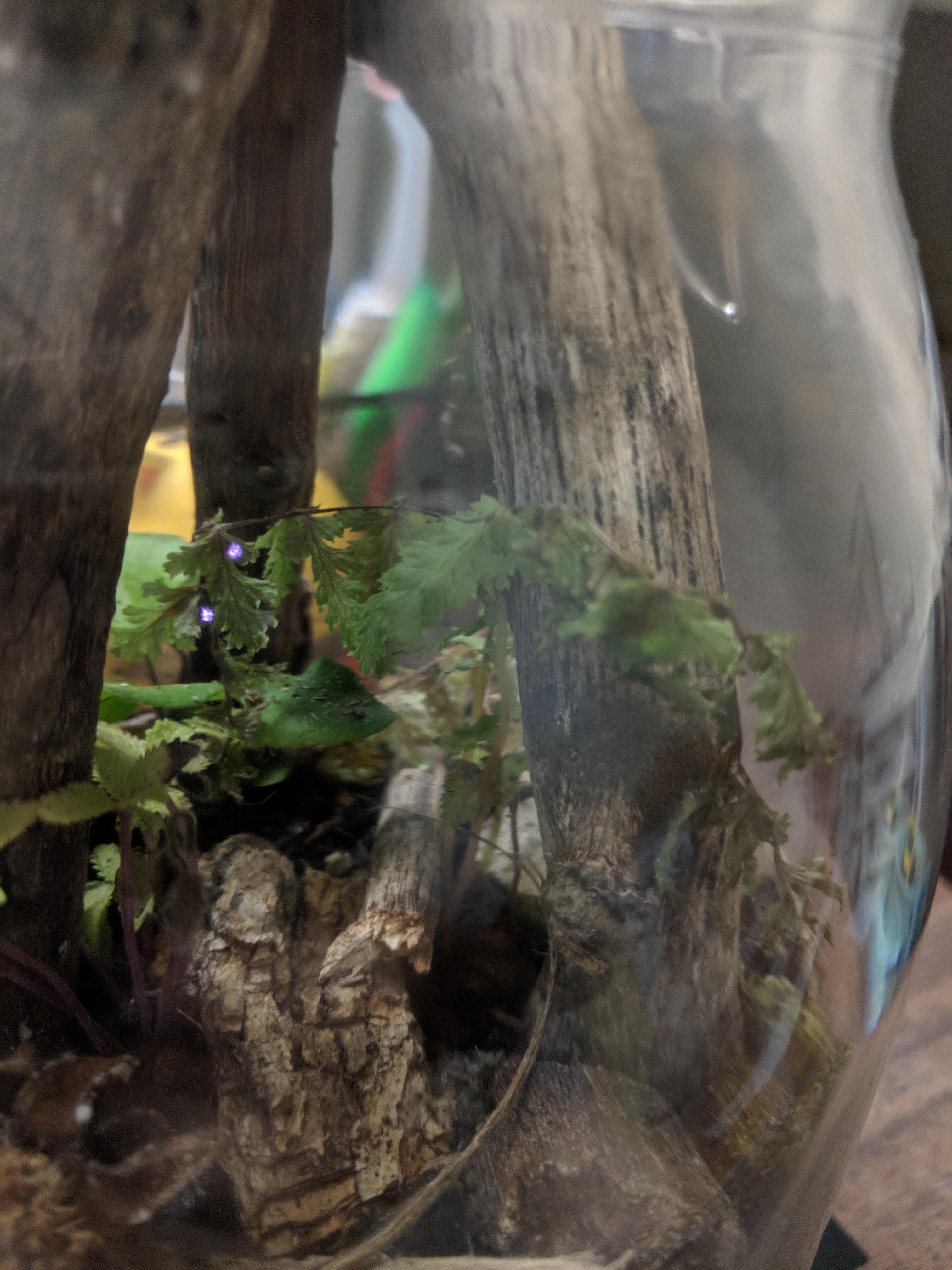 Help! My fern isnt looking too hot :( | Scrolller