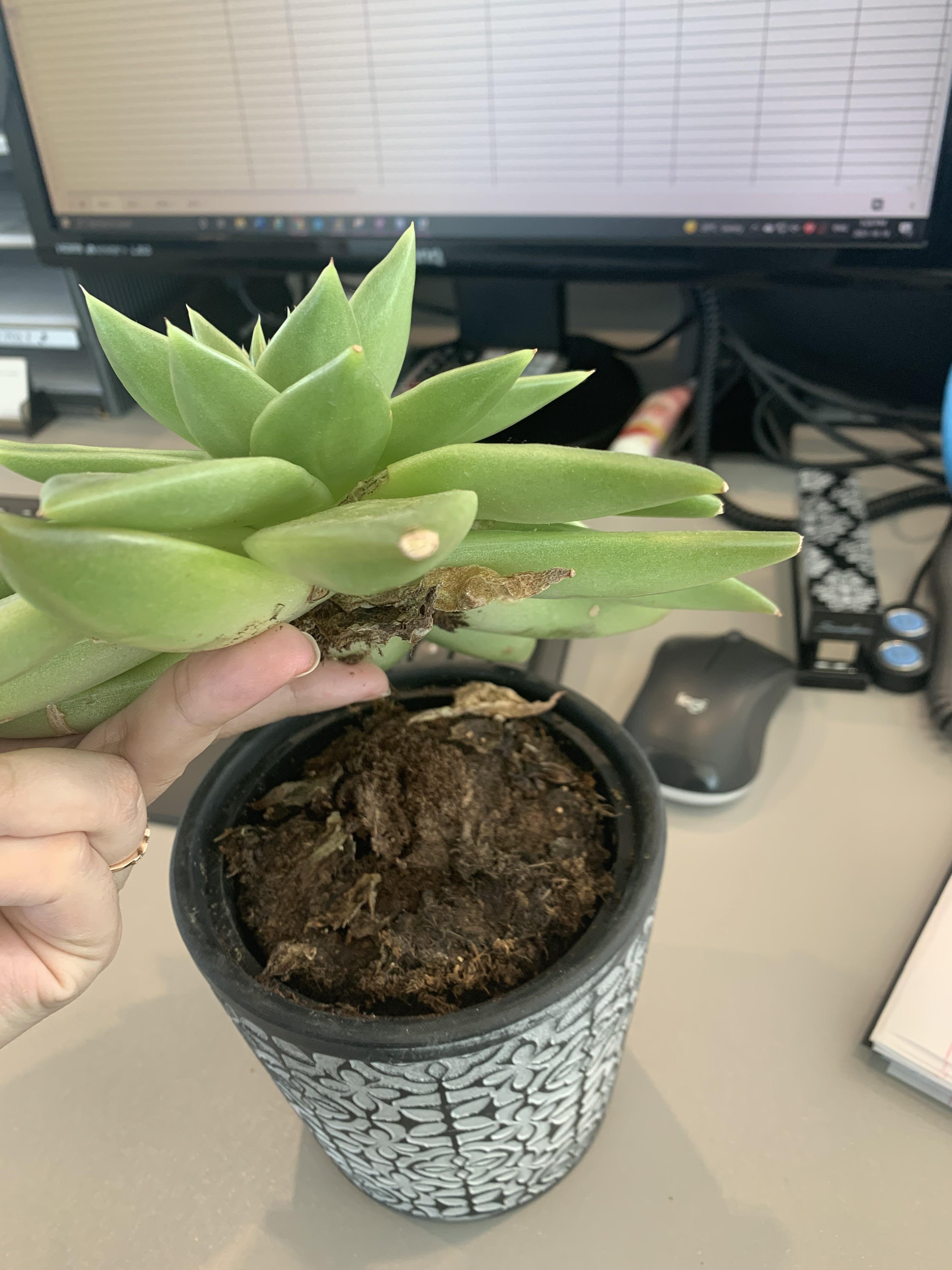 Help! My succulent detached itself | Scrolller