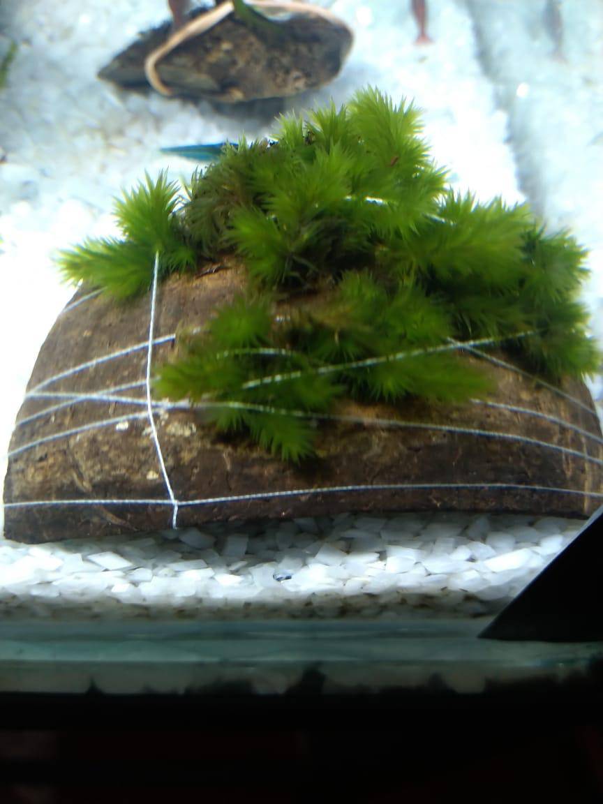 Help wanted identifying this moss | Scrolller